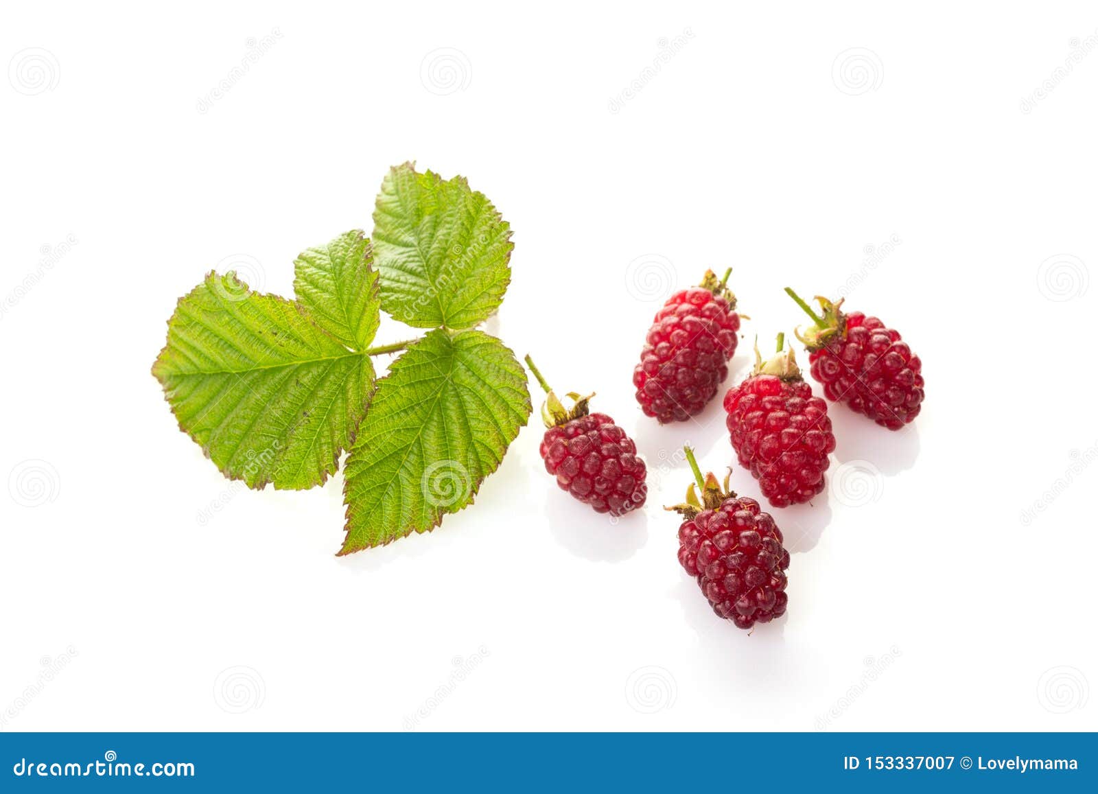 A Group of Fresh Loganberries with Green Leaf Isolated on White Stock ...
