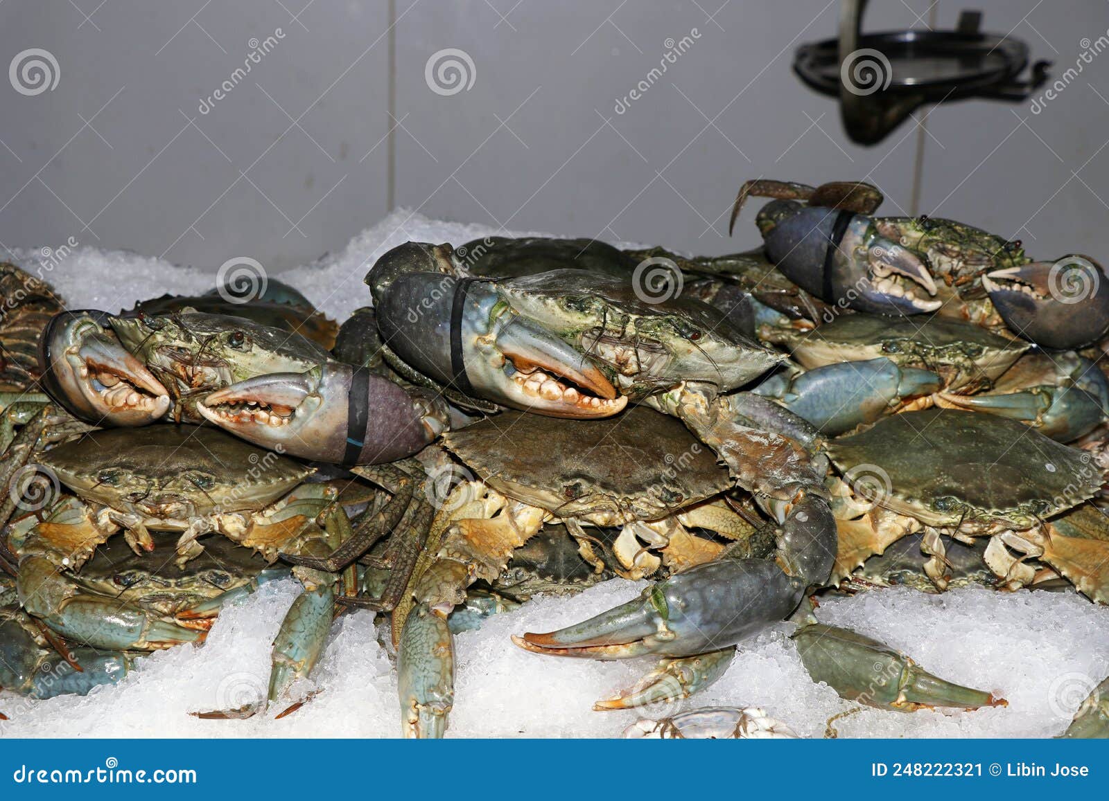 Crabs For Sell Stored In The Box From Chapora Fish Market In Ind Stock ...