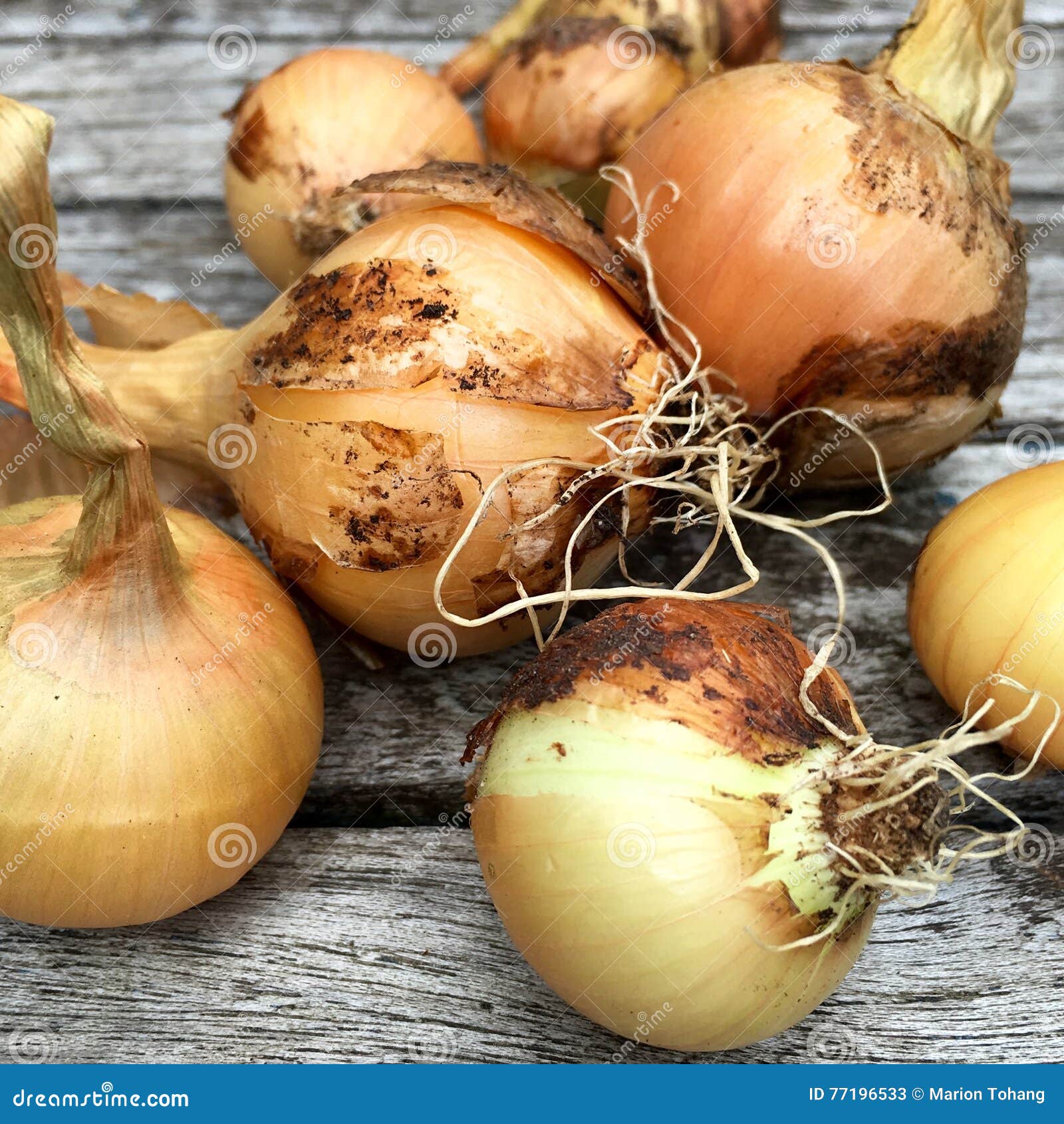 Group of fresh onions stock image. Image of life, ingredient - 77196533