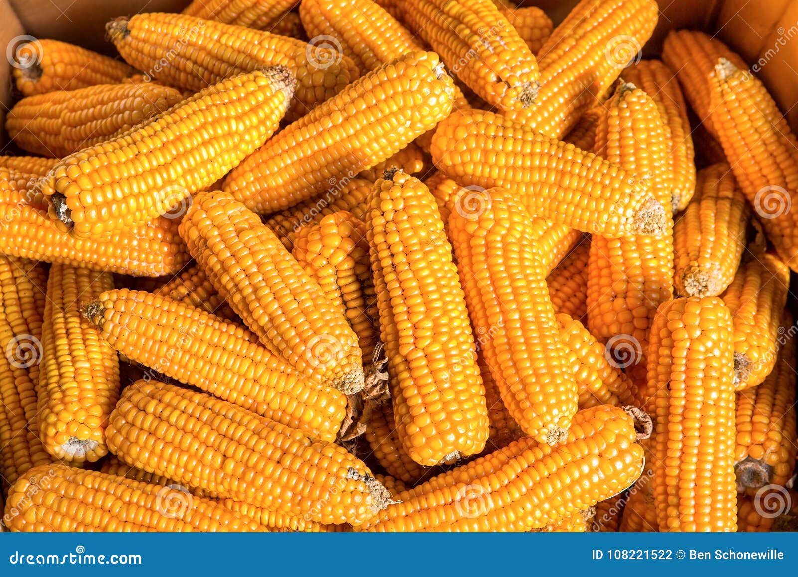 Many Ripe Orange Corncobs Together Stock Photo - Image of eating ...