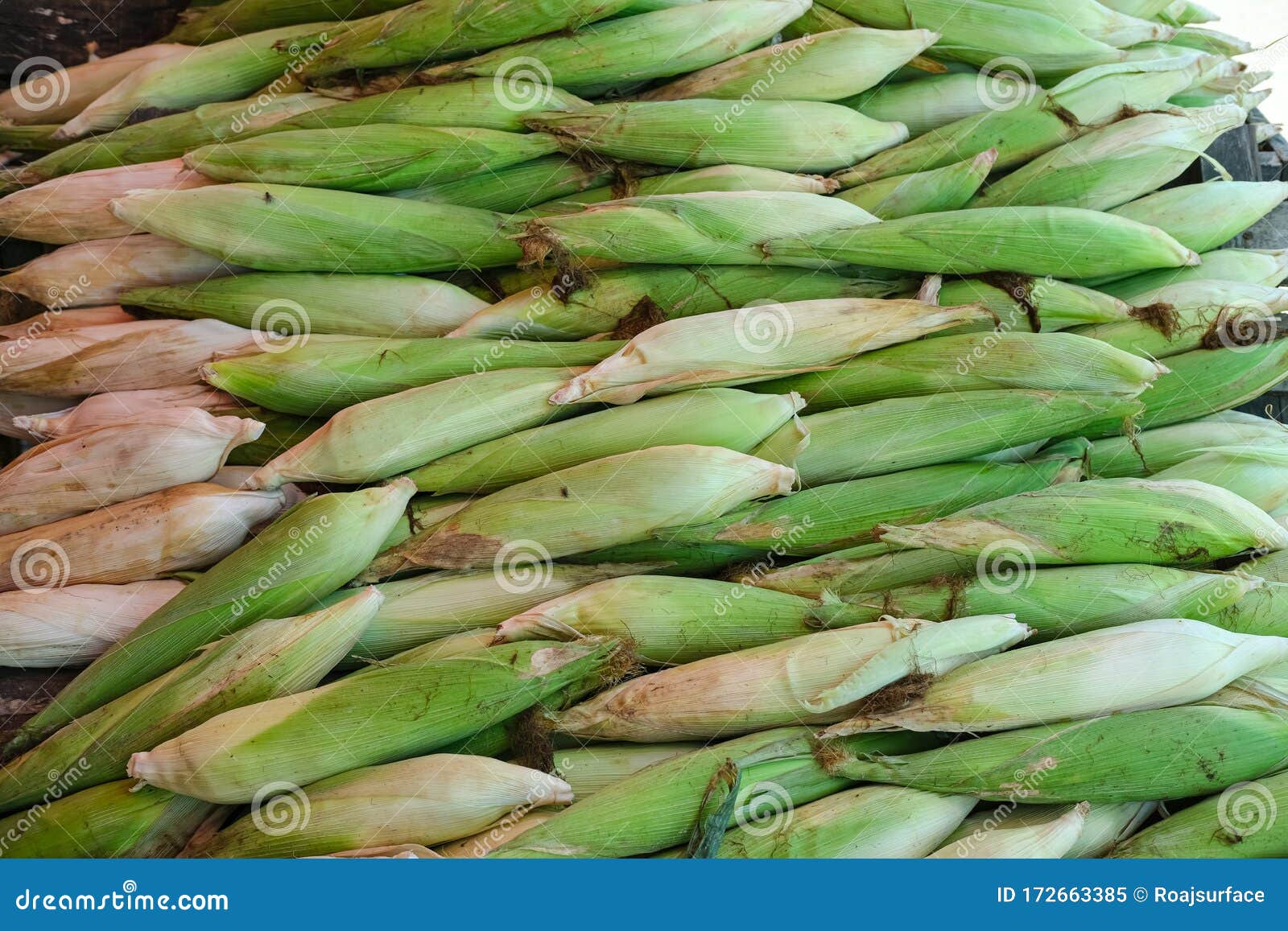 Group of Fresh Organic Raw Corn Green Color Multi Pattern Layer Full ...