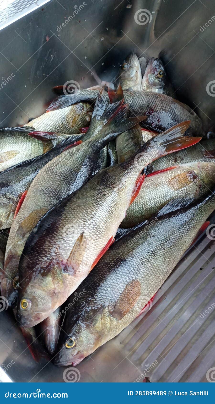Group of Fresh Perch Fish Just Fishing Stock Image - Image of uncooked ...