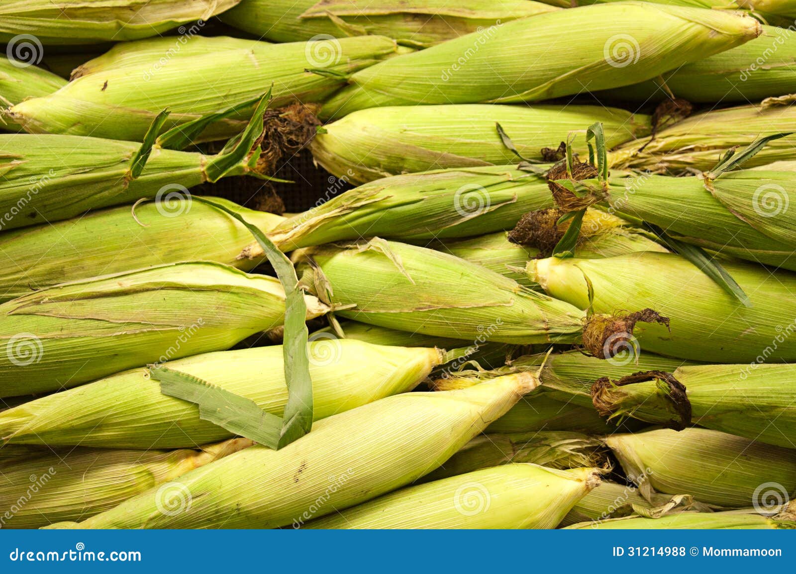 Group of Fresh Picked Corn stock photo. Image of eating - 31214988