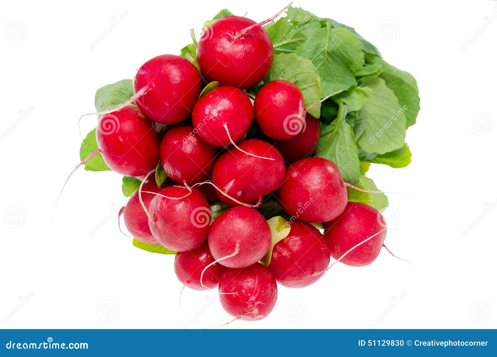 Group of fresh radish stock photo. Image of purple, bunch - 51129830