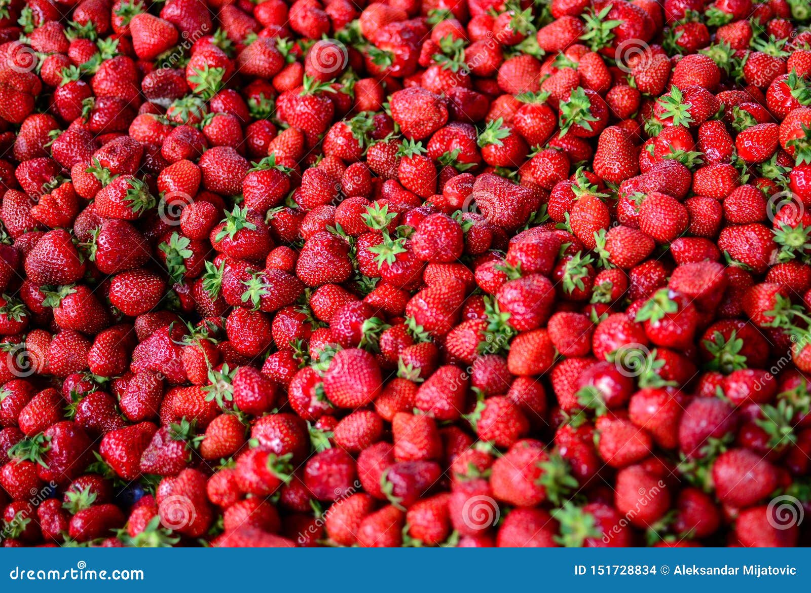 Group of Fresh Strawberries Stock Photo - Image of agriculture, seeds ...
