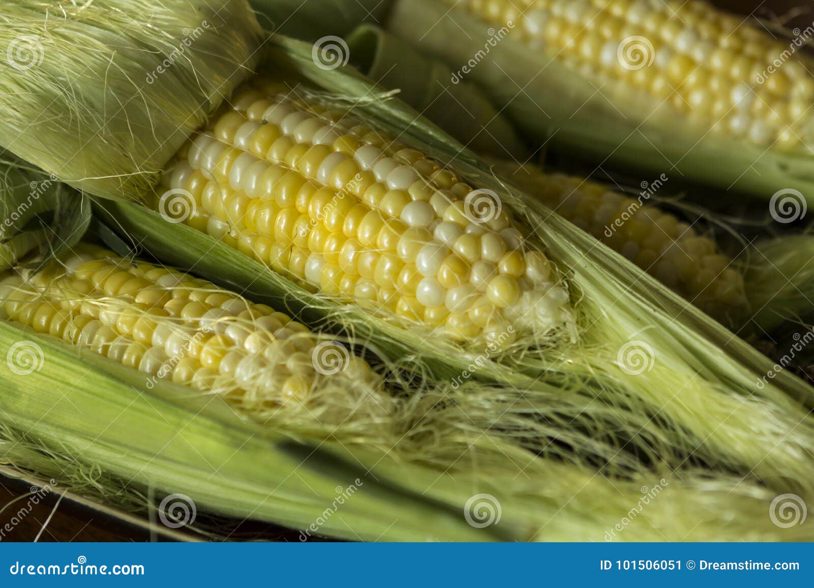 Group of Fresh Sweet Corn Uncooked Stock Image - Image of yellow ...