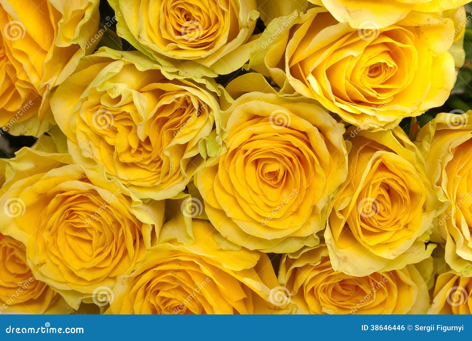 Group of Fresh Yellow Roses Stock Photo - Image of focus, nature: 38646446