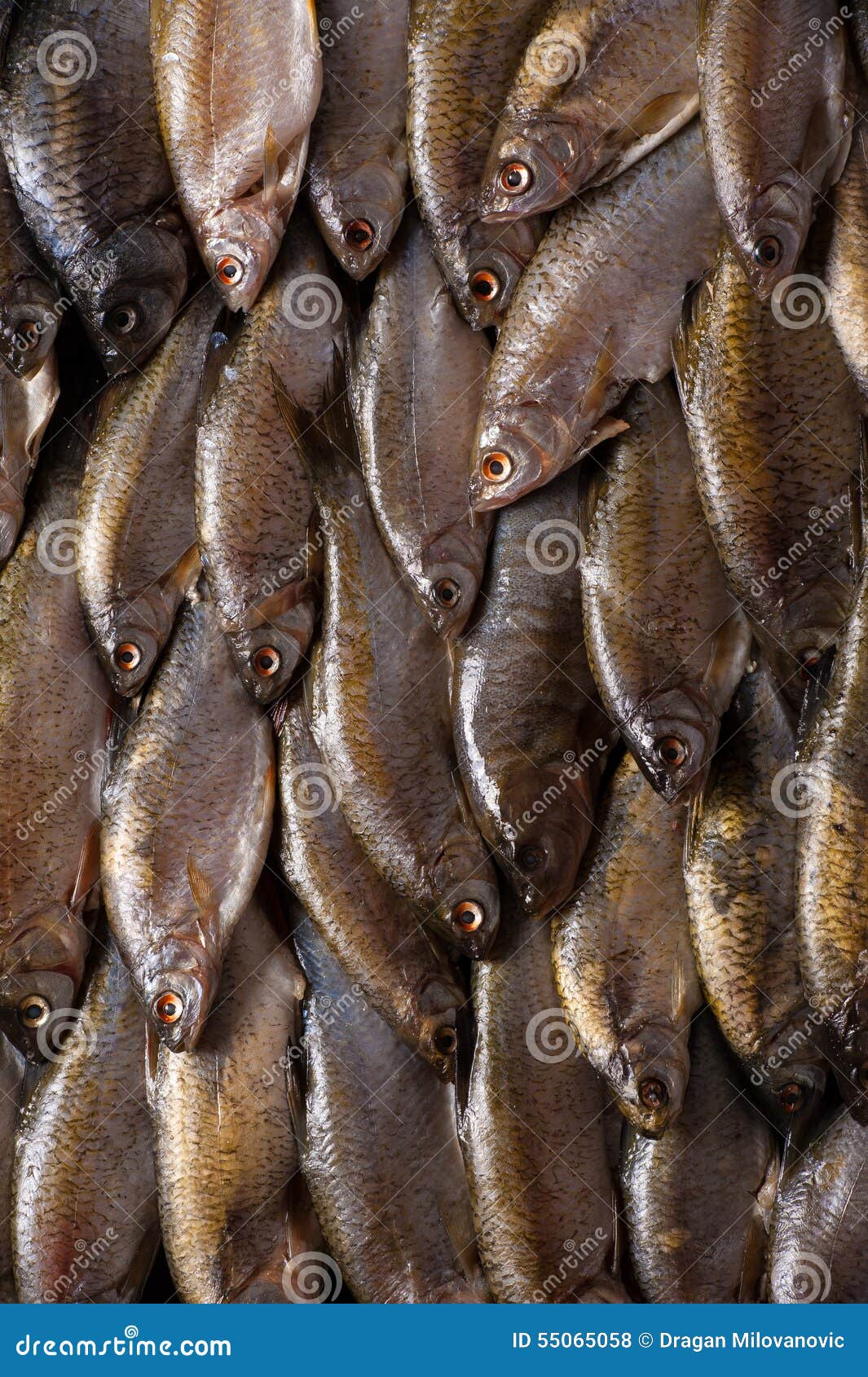 Group of Freshwater fish stock photo. Image of healthy - 55065058
