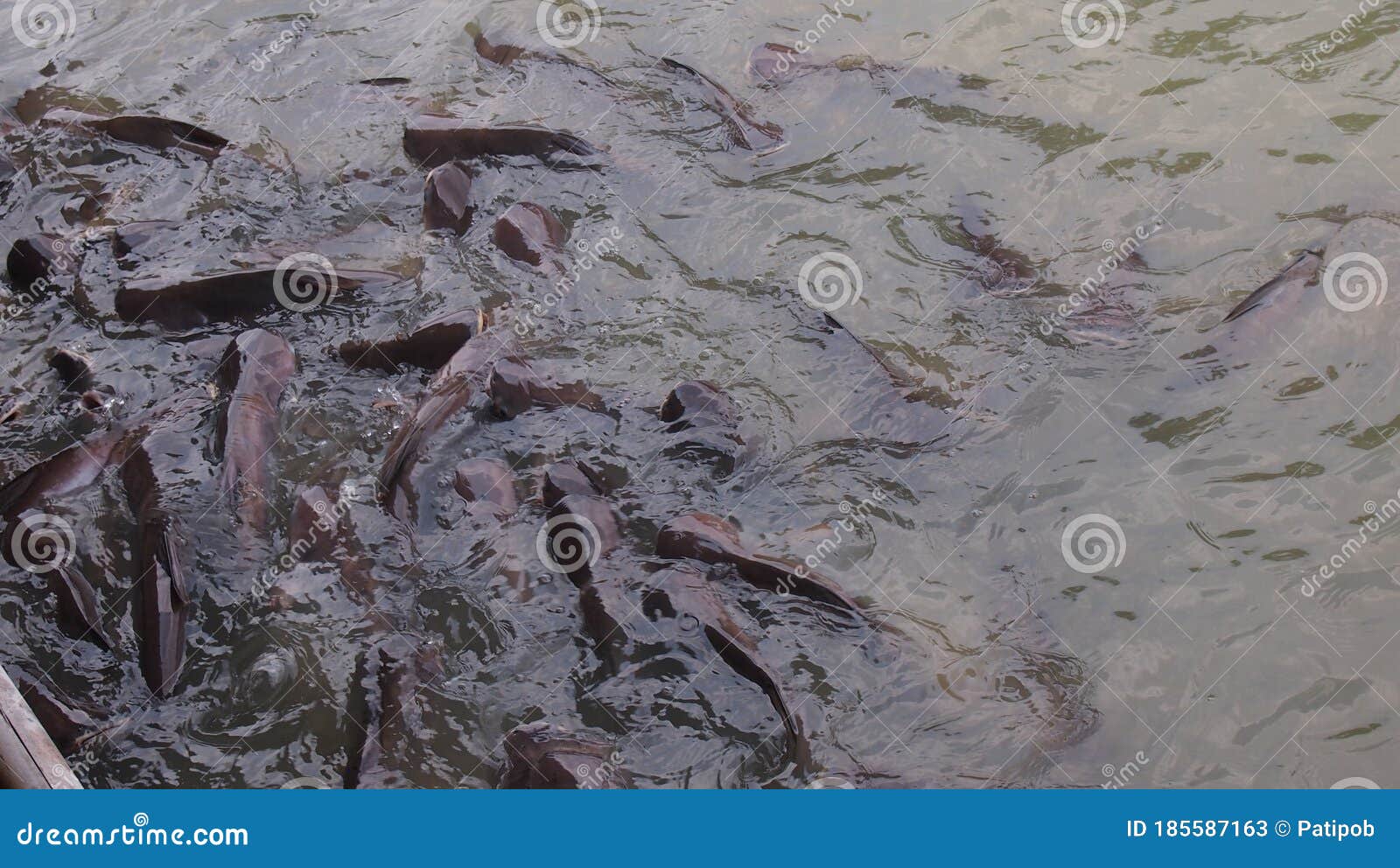 A Group Of Freshwater Fish In A Canal Royalty-Free Stock Photography ...