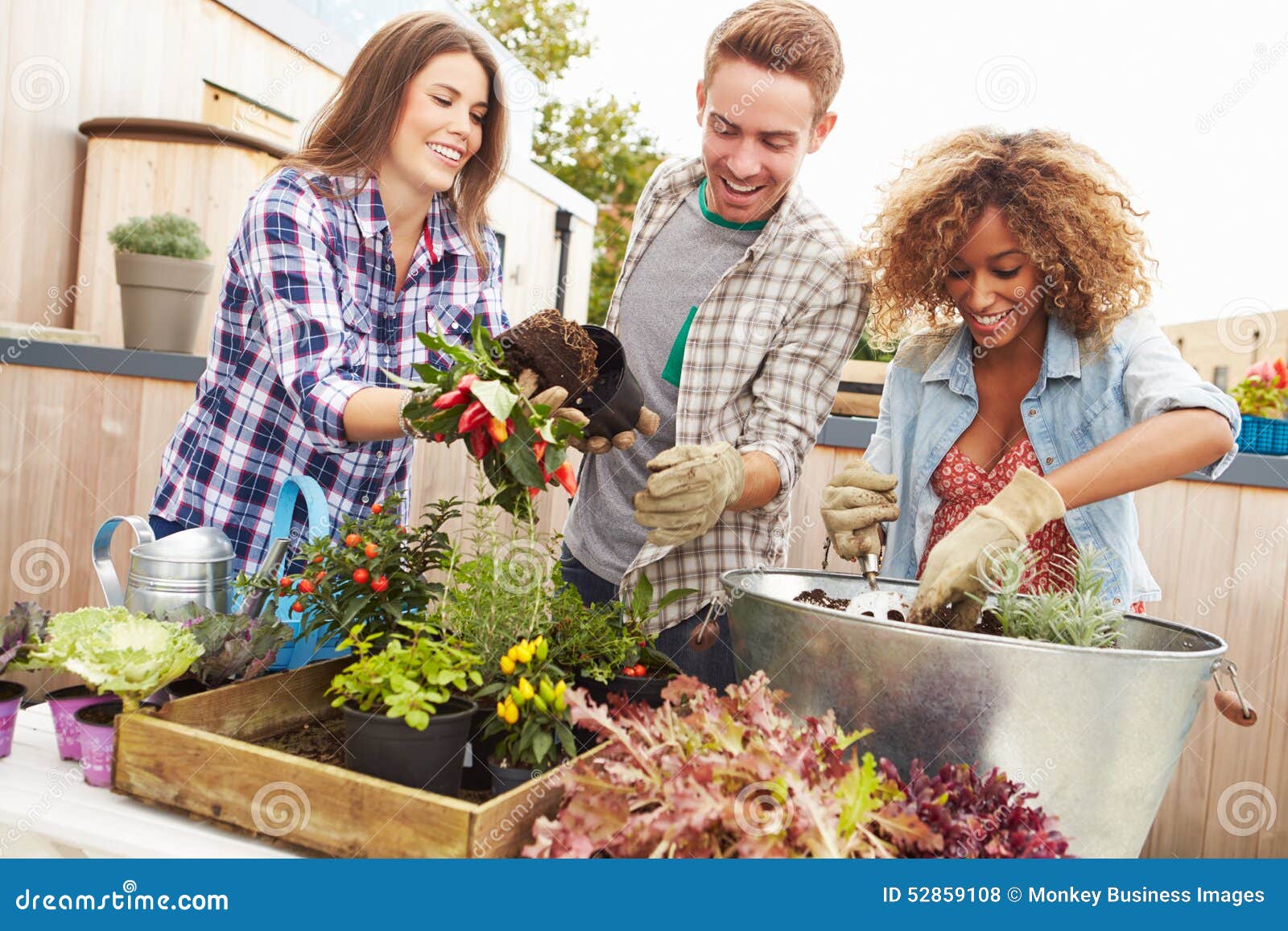 Group of Friends Planting Rooftop Garden Together Stock Photo - Image ...