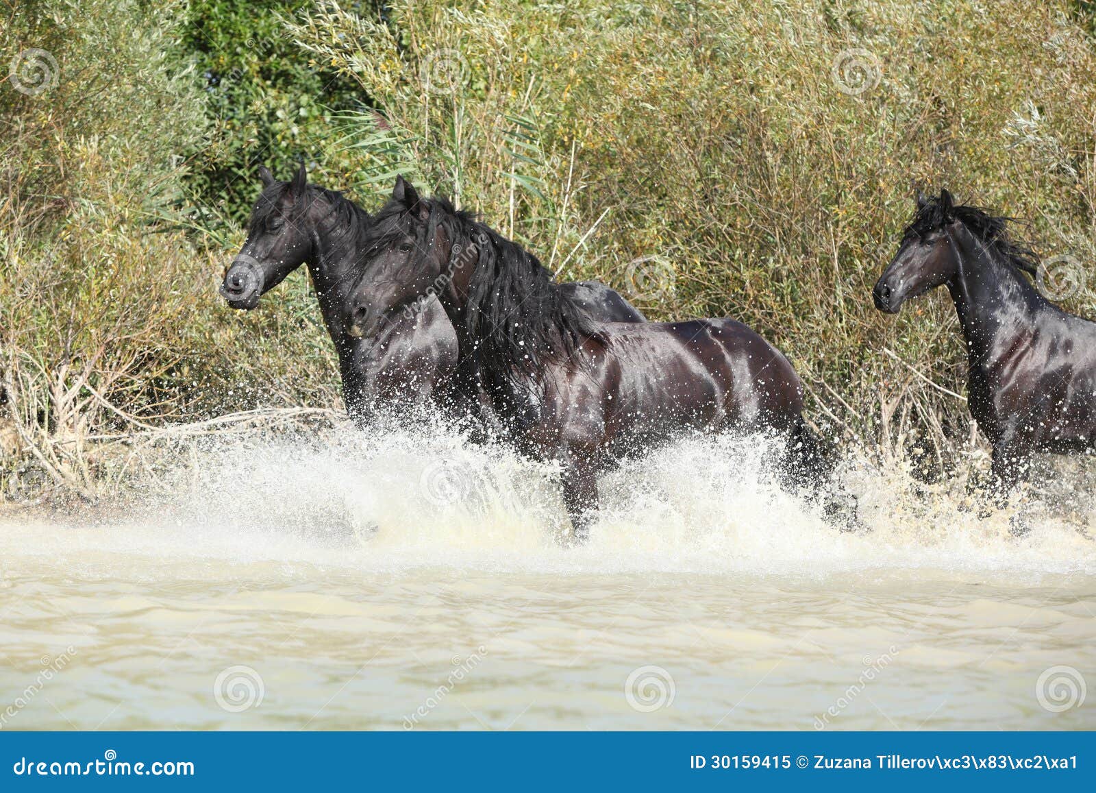 Group of Friesian Mares in the Water Stock Image - Image of friesian ...
