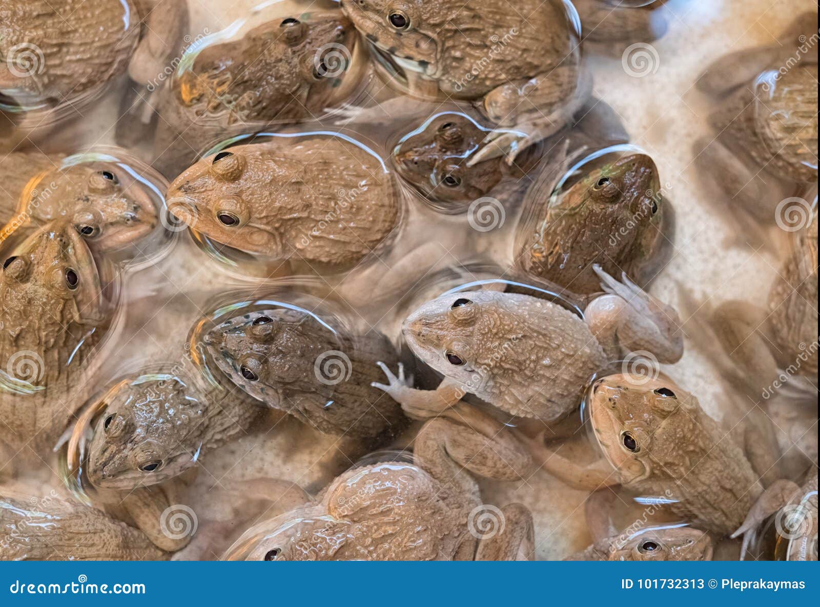 Frogs in the farm stock image. Image of lake, summer - 101732313