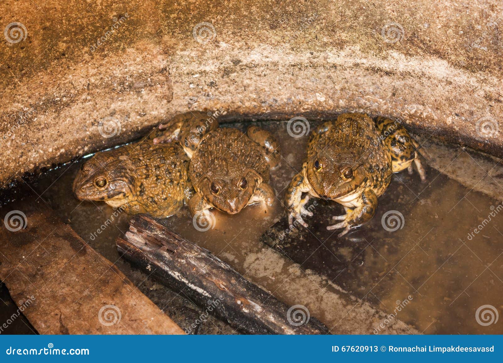 Group of frogs in farm stock image. Image of water, farm - 67620913