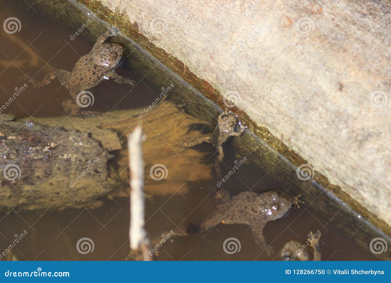 Group of Frogs Rest in a Pool Stock Photo - Image of macro, toad: 128266750