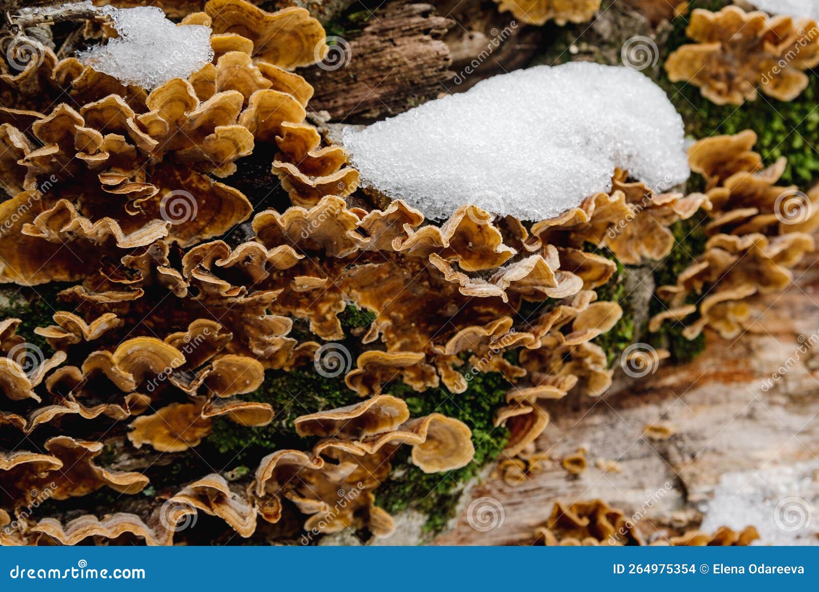 Group of Fungus Stereum Subtomentosum on Tree Trunk with Snow Stock ...