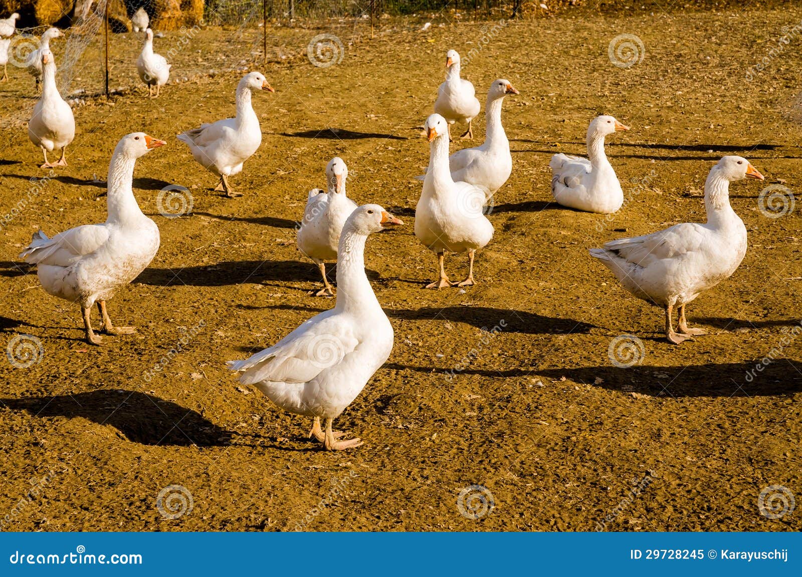 Domestic Geese stock image. Image of domesticated, geese - 29728245