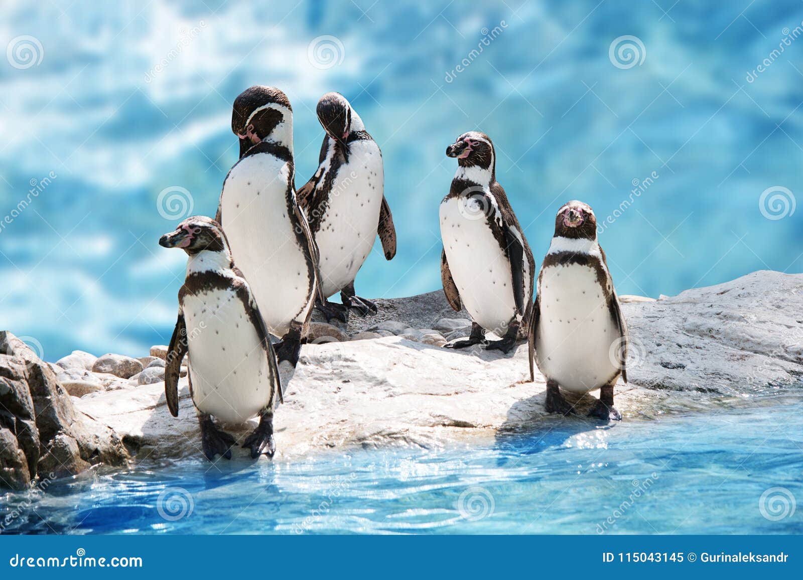 Group of funny penguins stock image. Image of bird, life - 115043145