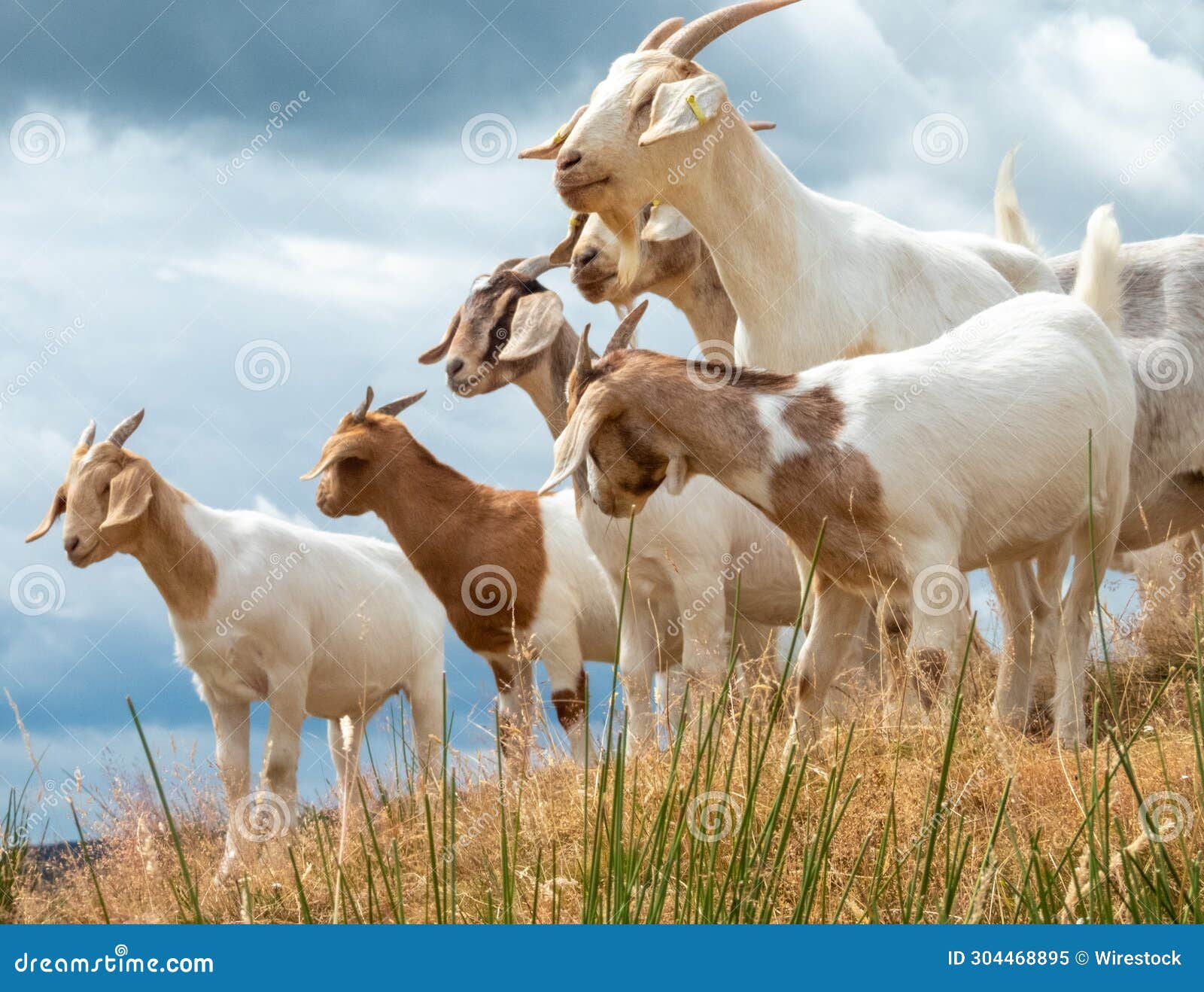 Of Galloway Goats Standing on Grassy Hillside Stock Image - Image of ...