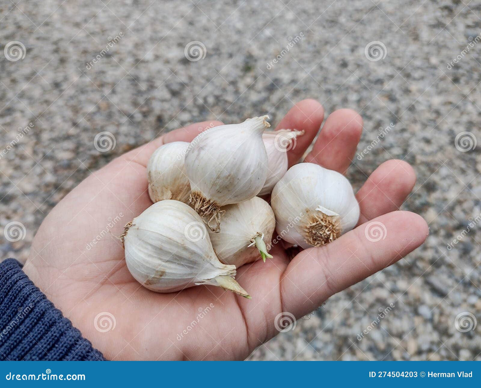 Group of garlic in a hand stock image. Image of health - 274504203