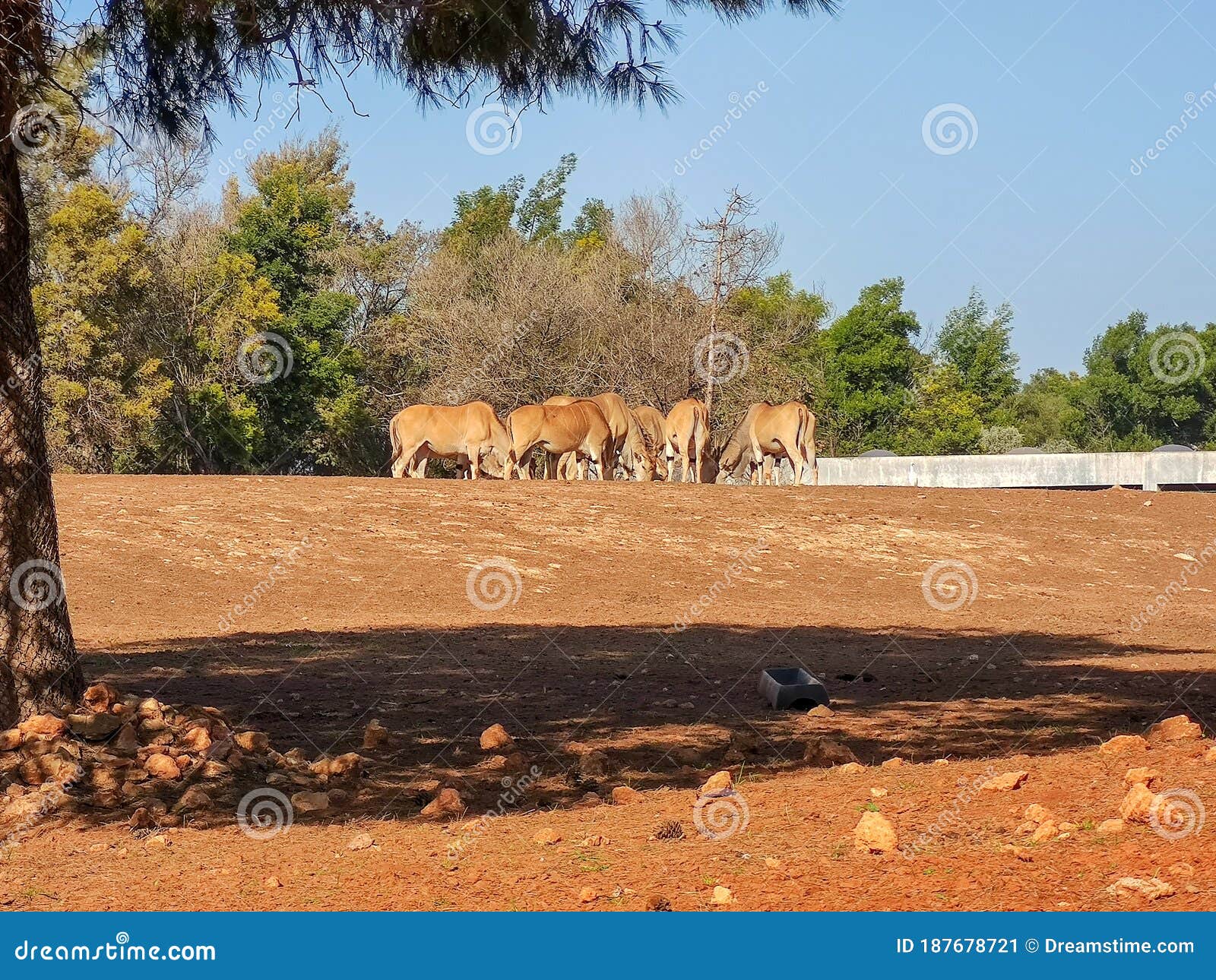 A Group Gazelles Eating Together. High Quality Photo Stock Image ...