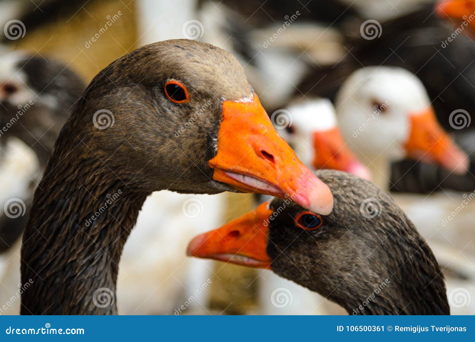 Group of geese stock image. Image of domestic, rural - 106500361