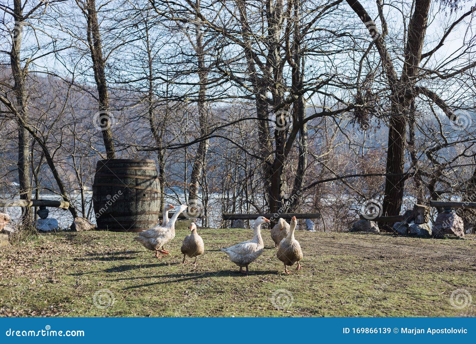 Group of Geese in a Farm Yard Stock Image - Image of plumy, party ...