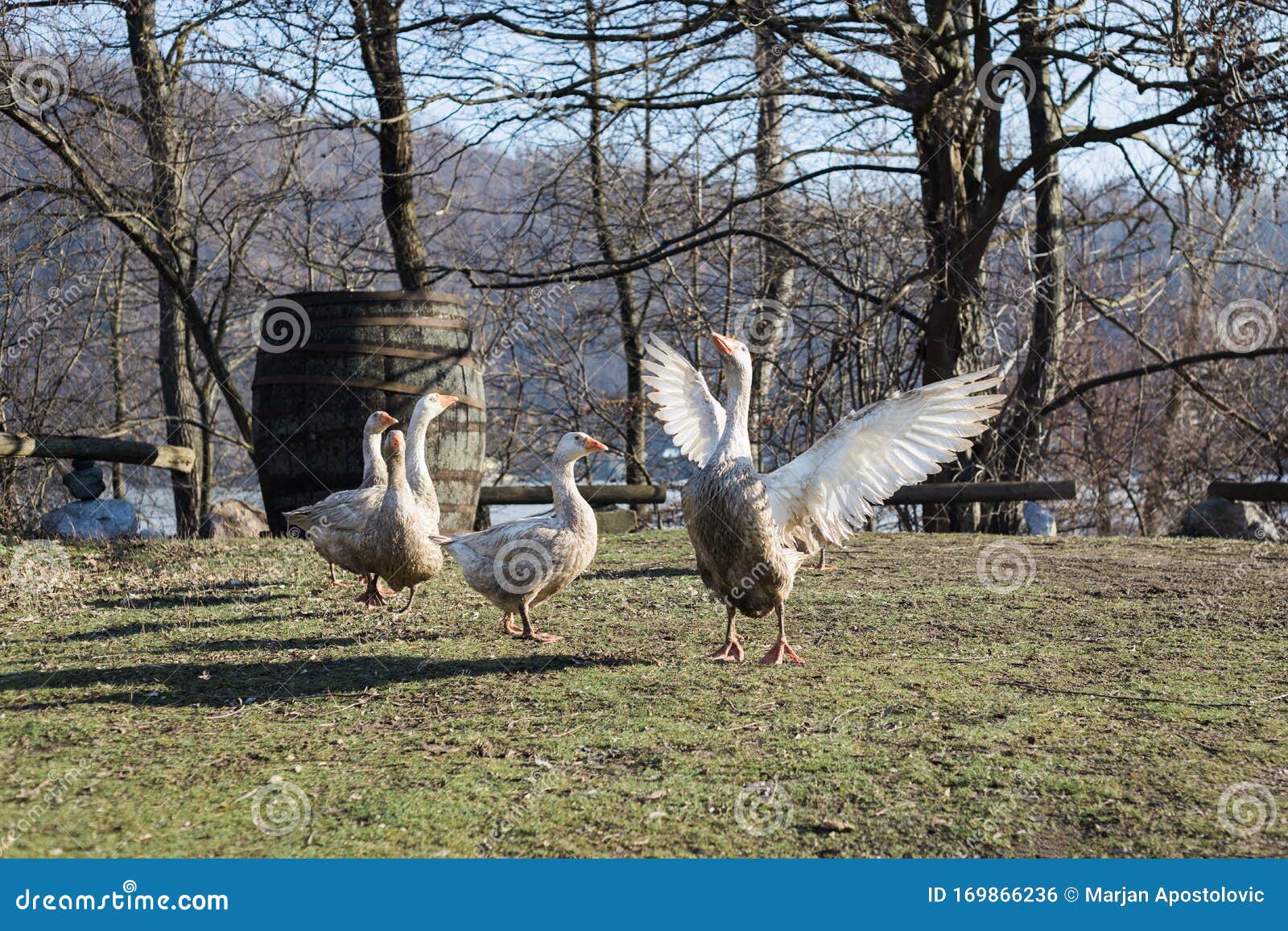 Group of Geese in a Farm Yard Stock Photo - Image of green, group ...