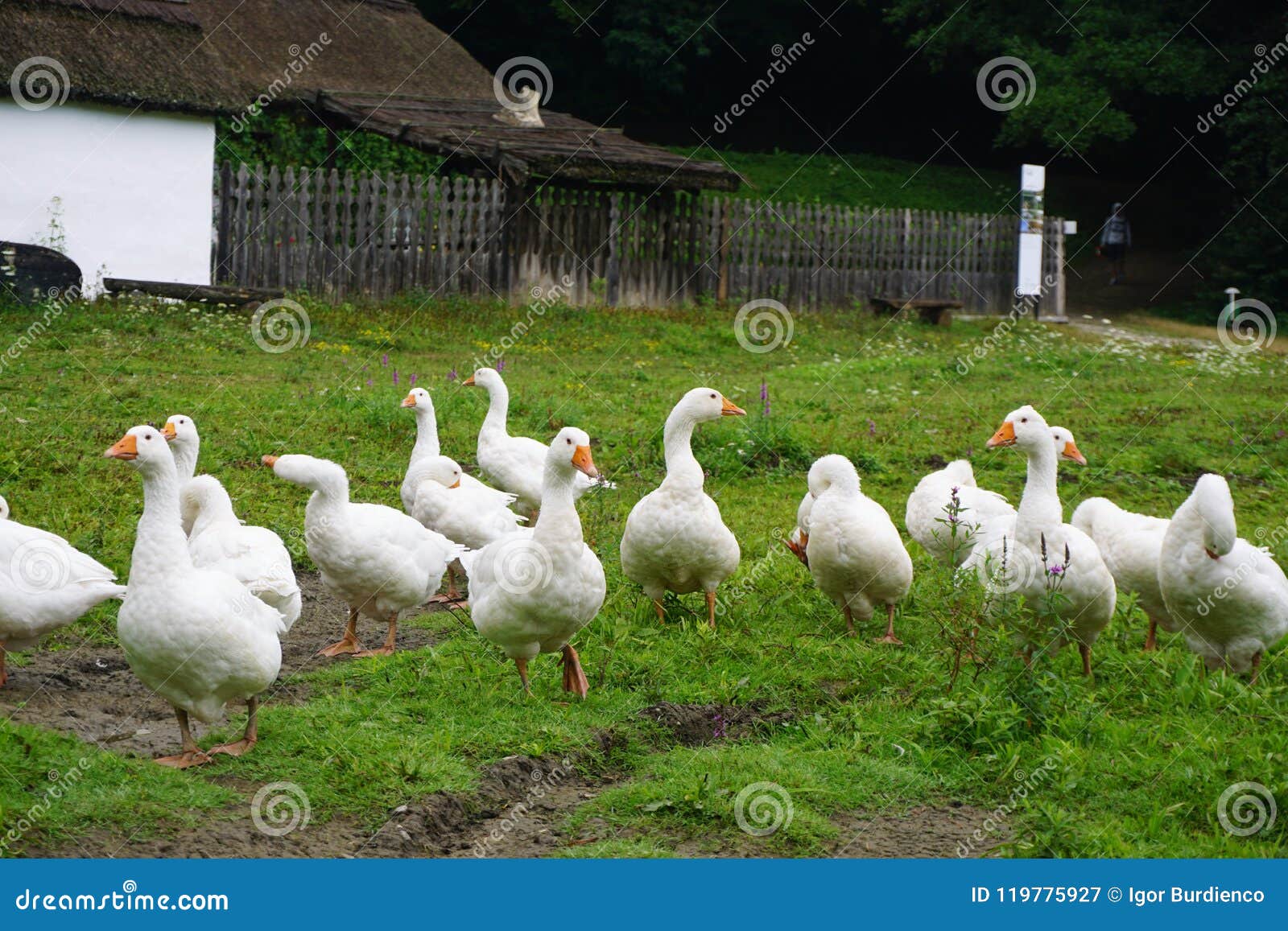 Goose in the yard stock image. Image of cluck, geese - 119775927