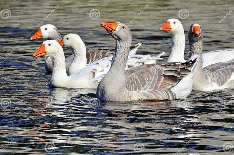 Group of geese stock photo. Image of animal, flight, geese - 49146522