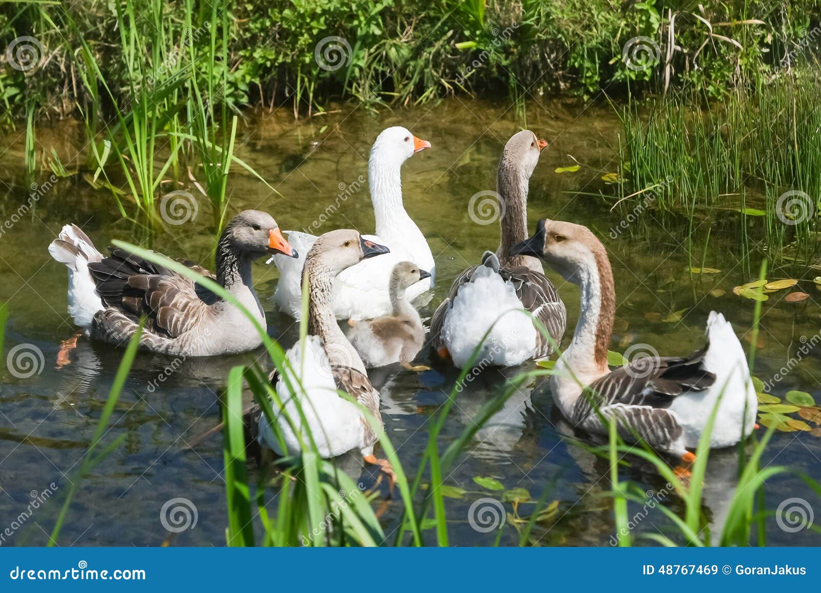 Group of geese in pond stock image. Image of group, animal - 48767469