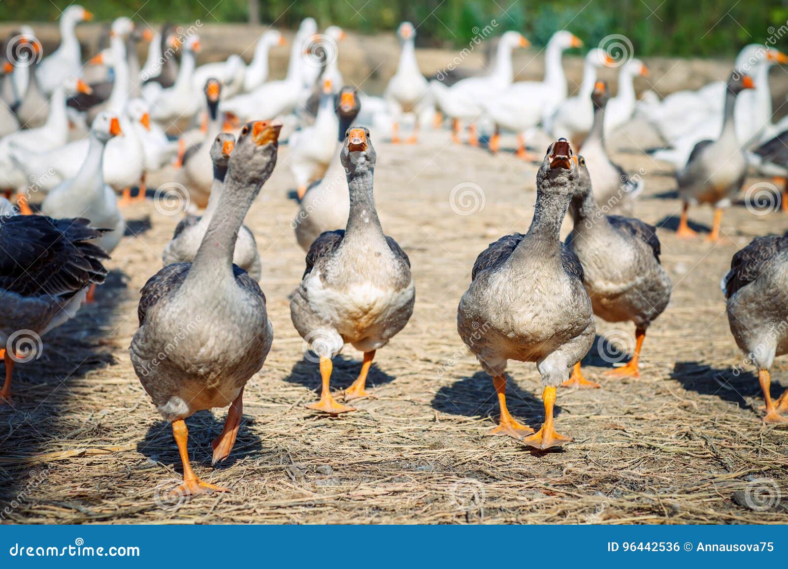 A Group of Geese on the Poultry Farm. Stock Photo - Image of water ...
