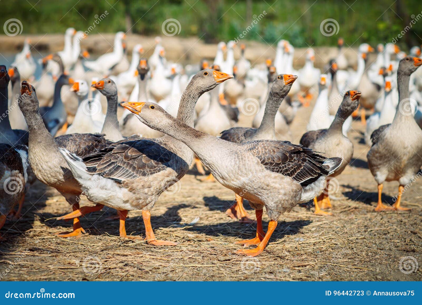 A Group of Geese on the Poultry Farm. Stock Image - Image of goslings ...