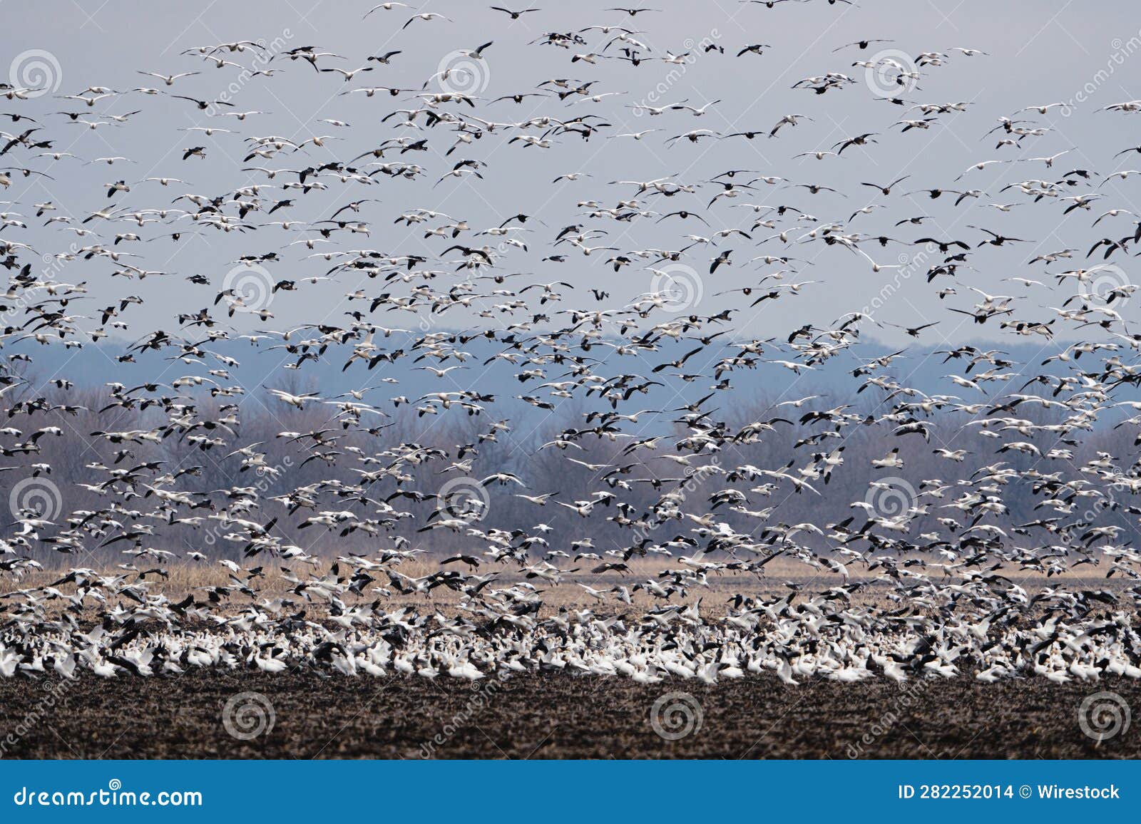 Group of Geese Soars through a Cloudy Sky, Their Wings Illuminated by ...