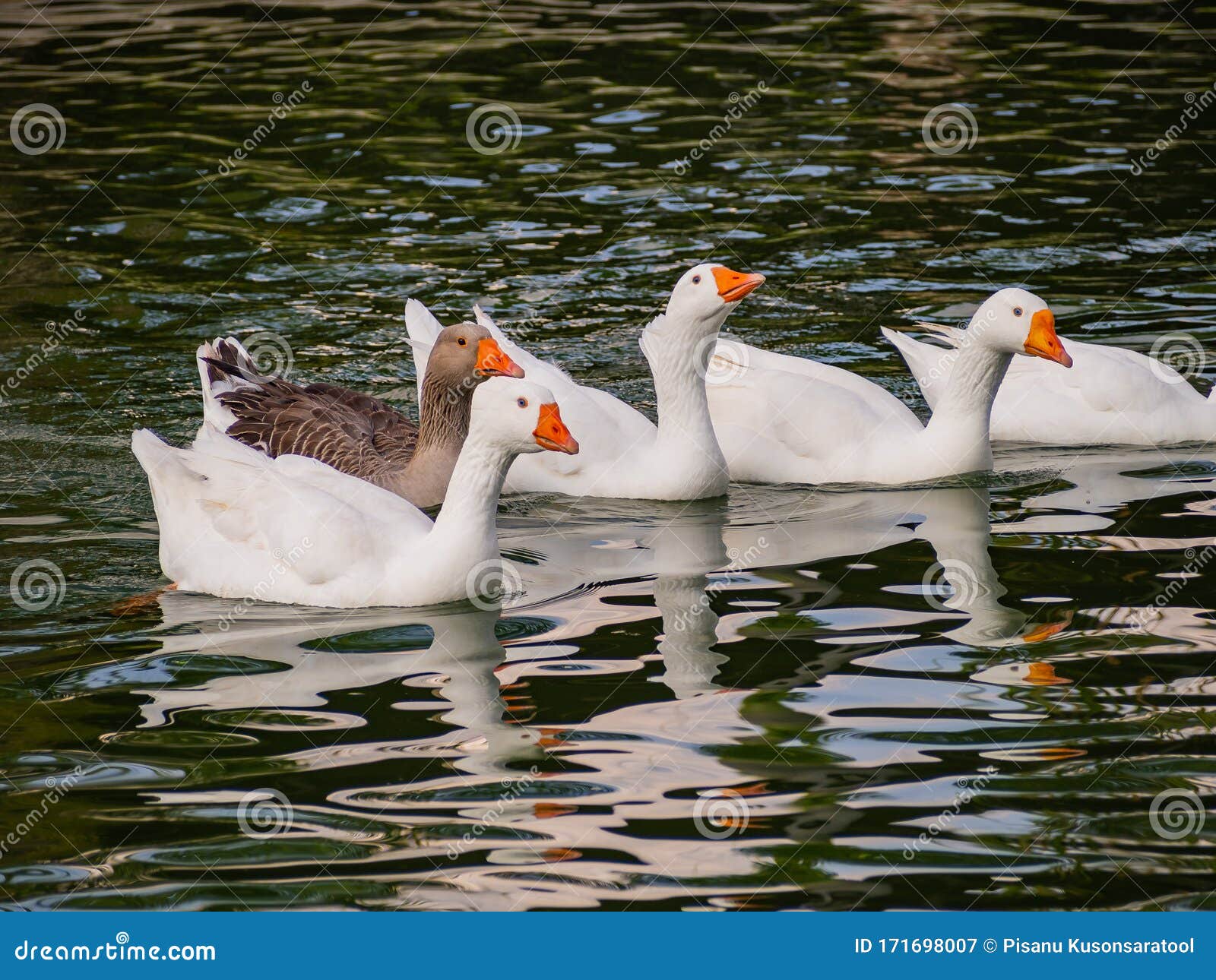 A group of geese swimming stock image. Image of swan - 171698007