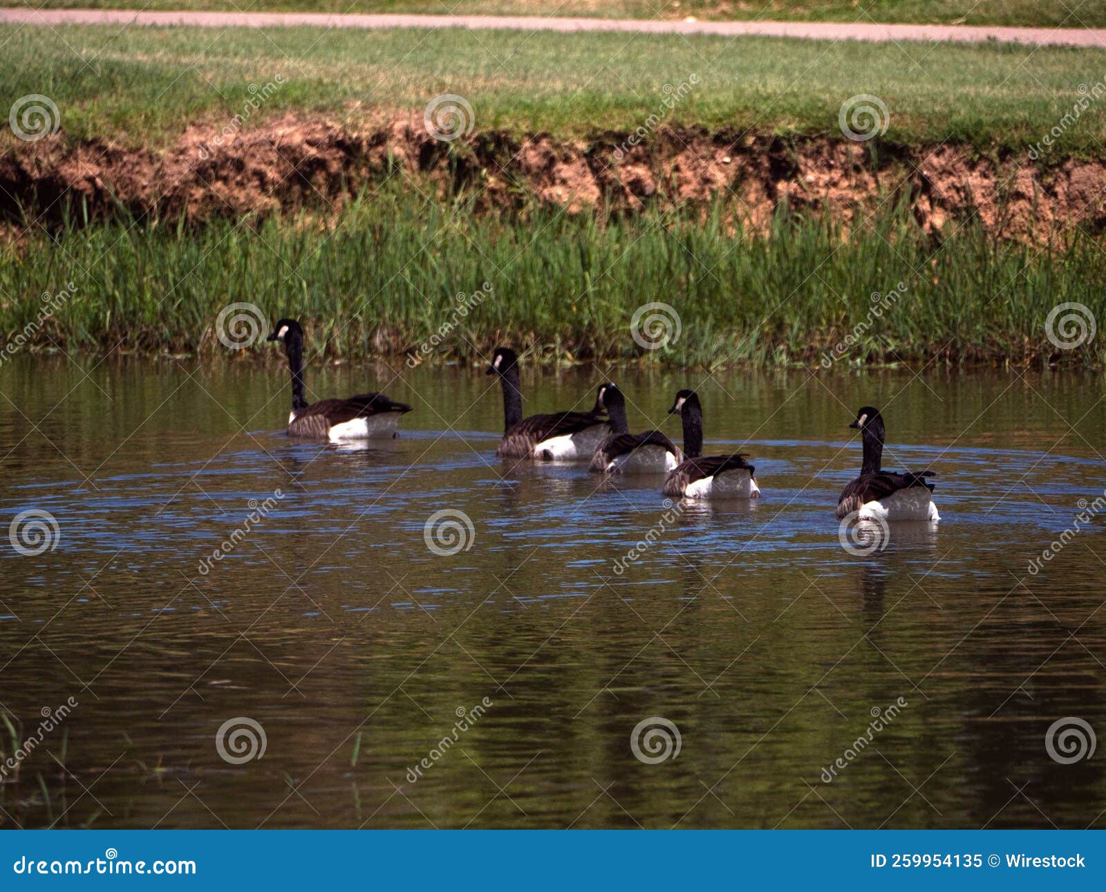 Group of Geese Swimming in the River Stock Image - Image of plumage ...
