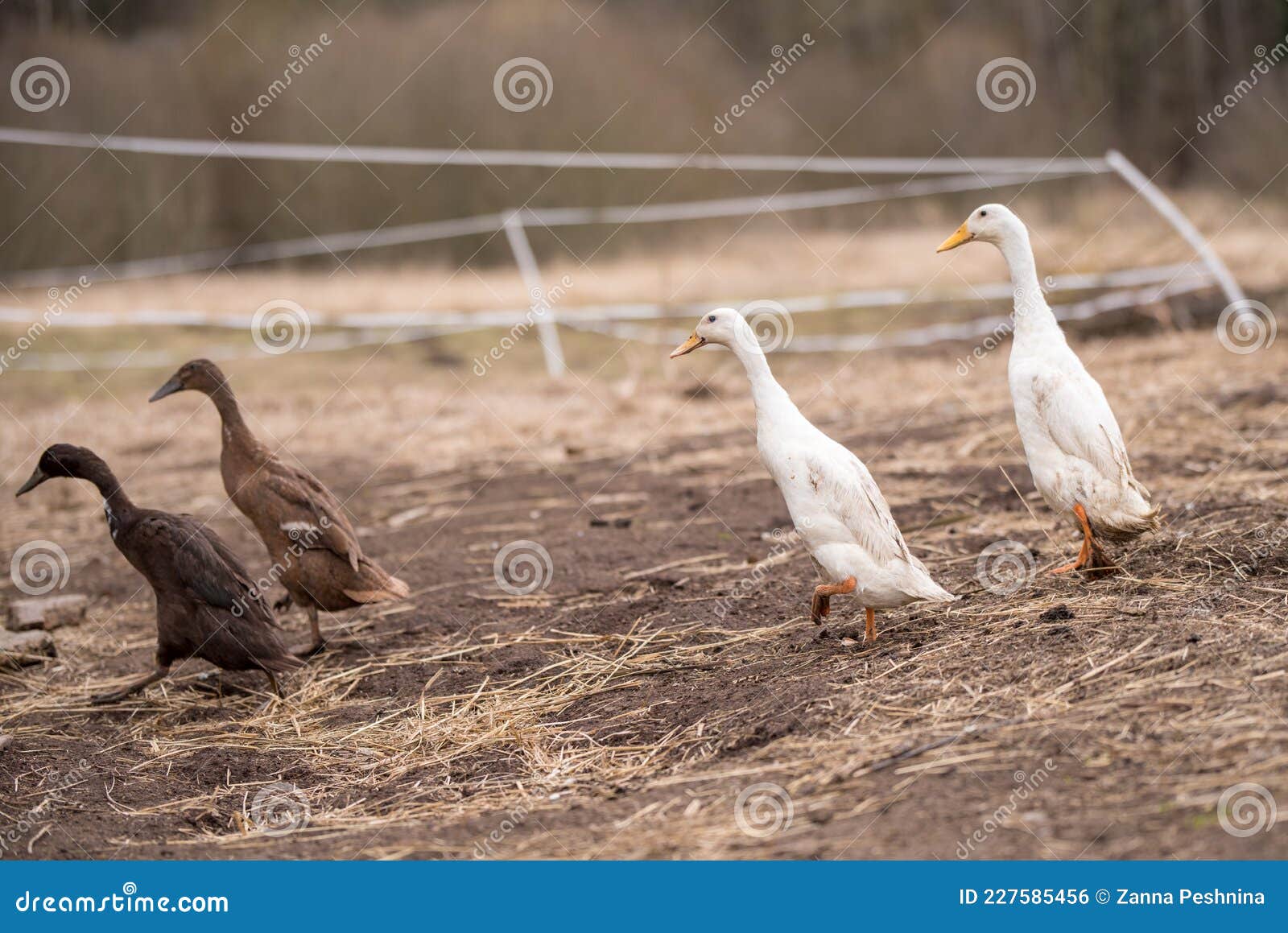 Group of Geese Walking Around Yard and Garden Stock Photo - Image of ...