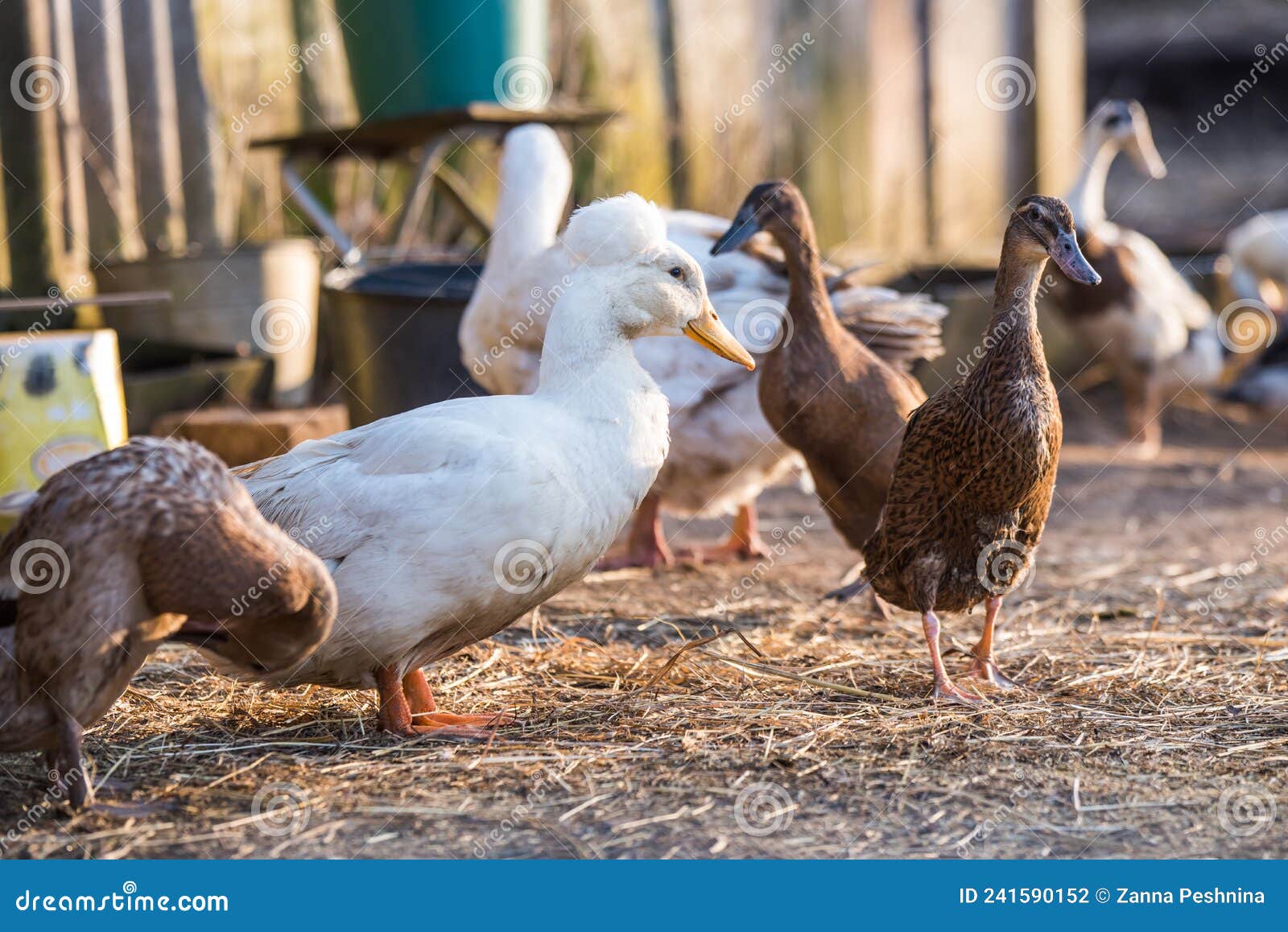 Group of Geese Walking Around Yard and Garden Stock Photo - Image of ...
