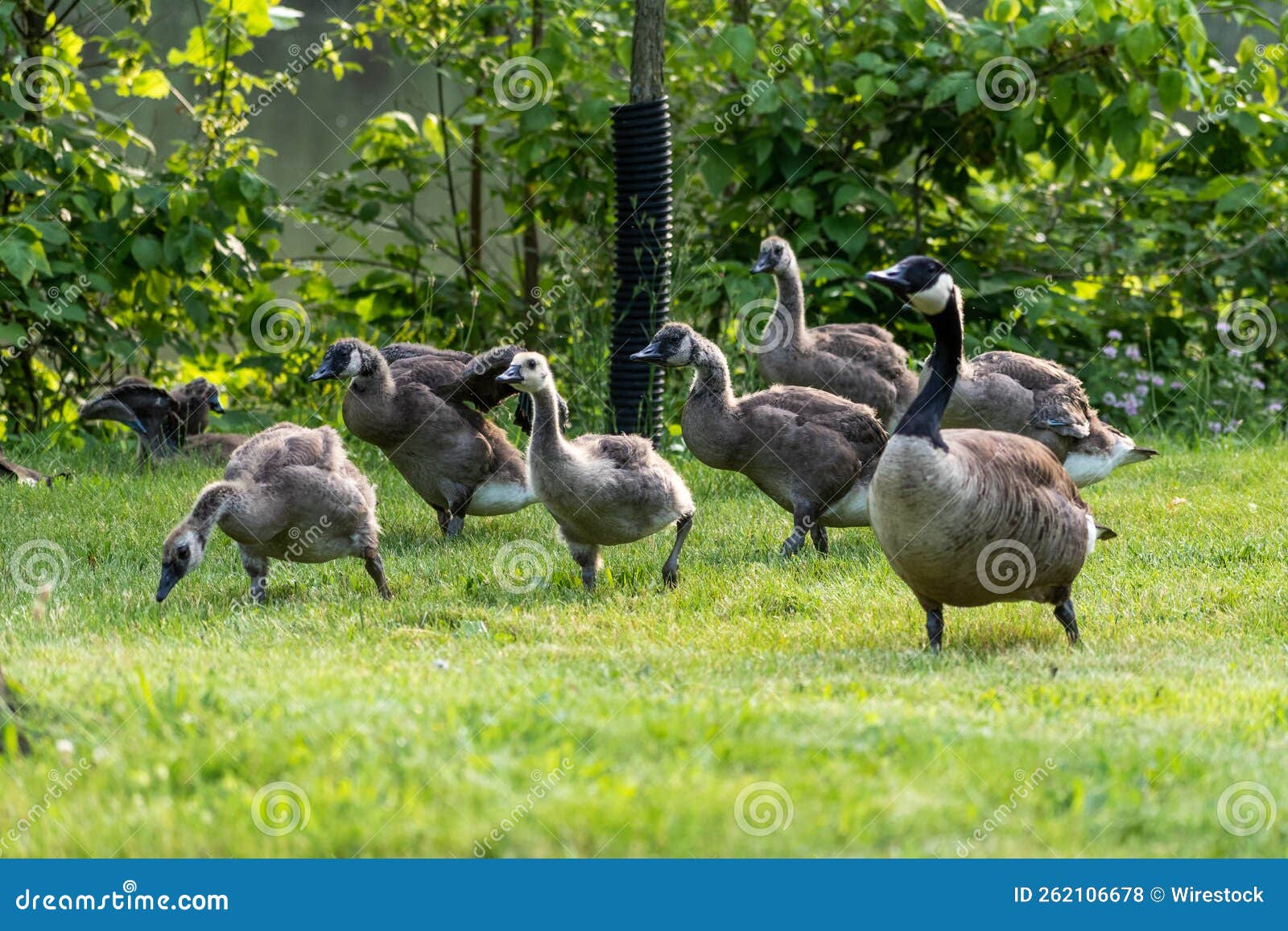 Group of Geese Walking on the Green Grass Stock Photo - Image of nature ...