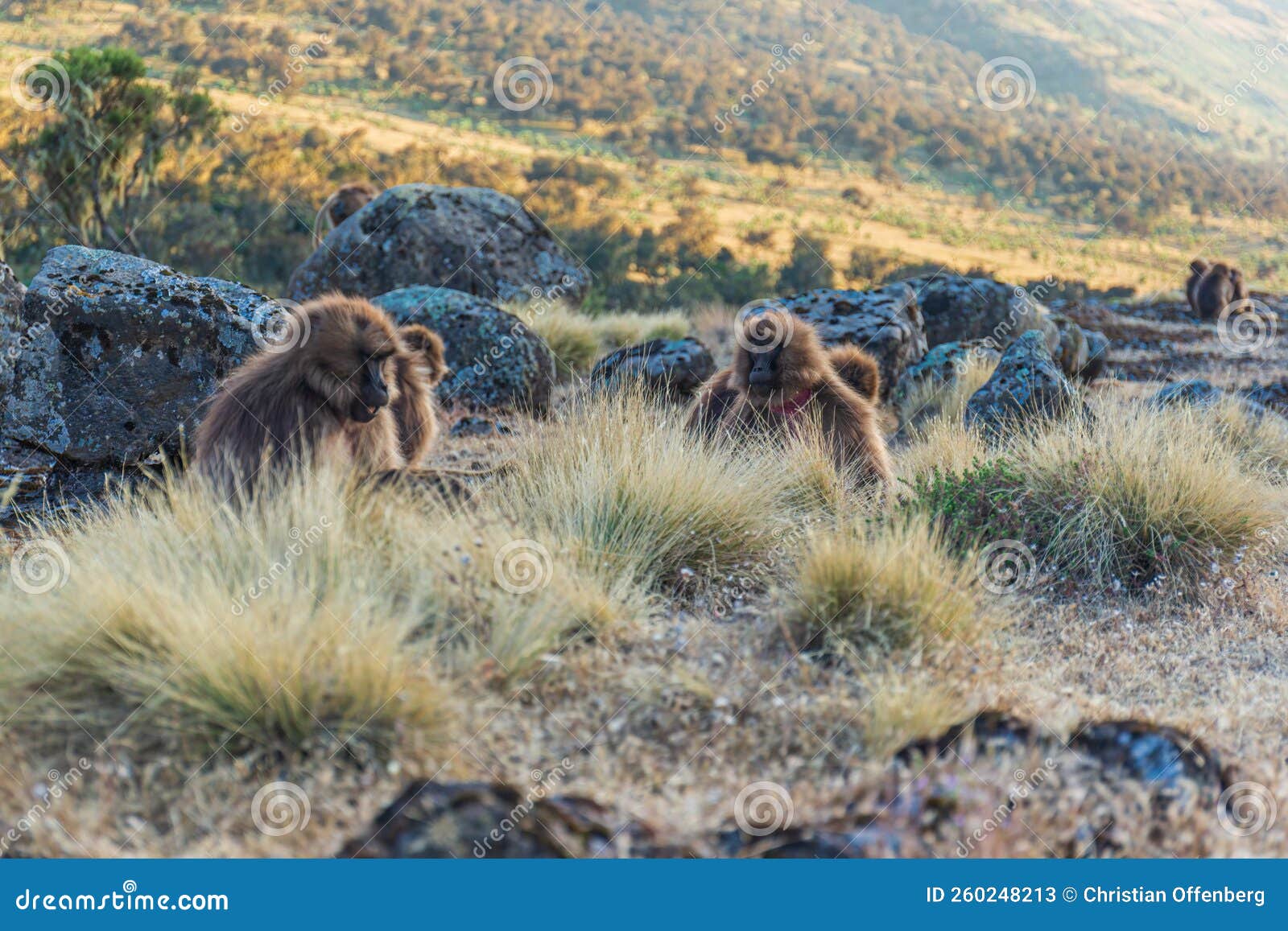Group of Gelada Baboons at Sunset in Ethiopia Stock Image - Image of ...