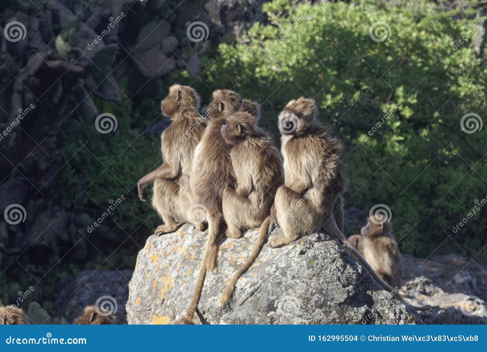 Group of Gelada Baboons, Theropithecus Gelada, on a Rock Stock Photo ...