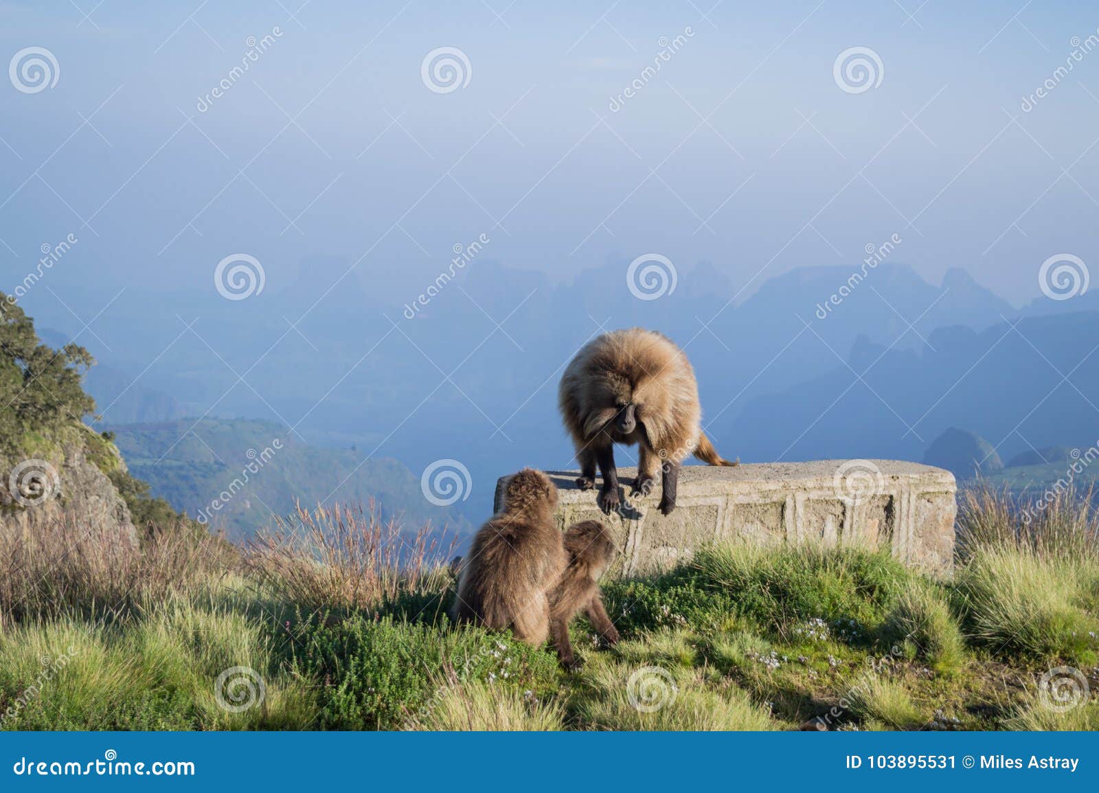 Group of Gelada Monkeys in the Simien Mountains, Ethiopia Stock Image ...