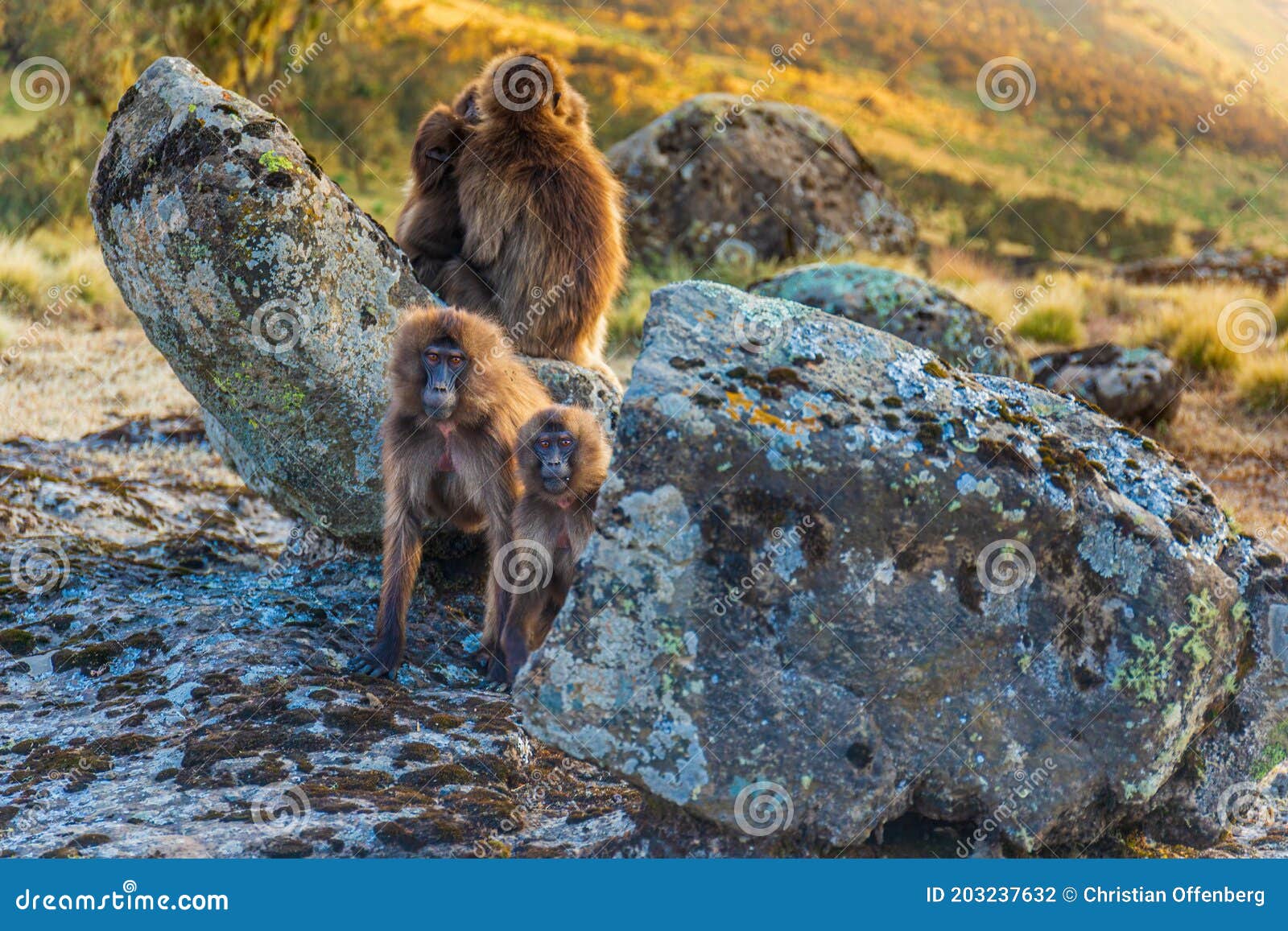 Group Of Gelada Baboons In The Ethiopian Highlands Stock Photography ...