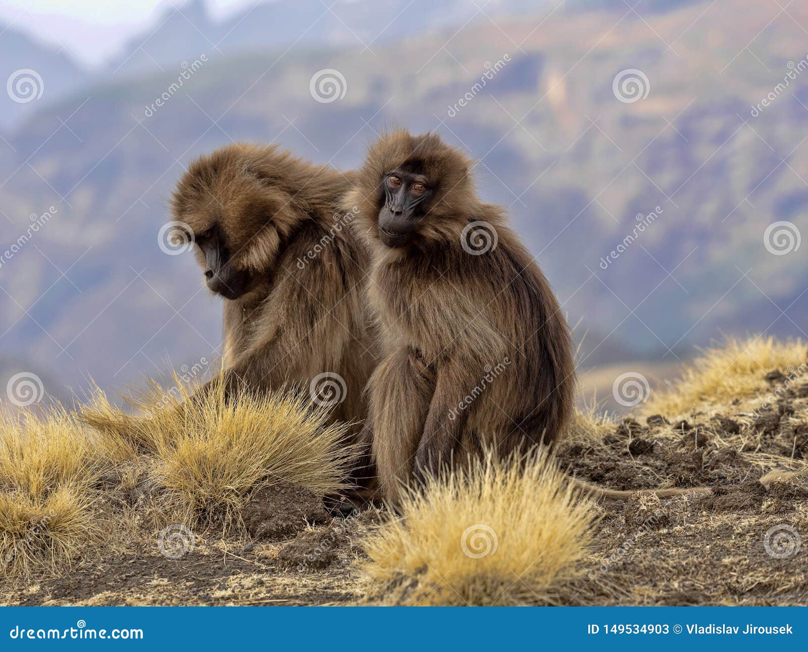 Group of Gelada, Theropithecus Gelada, in Simien Mountains of Ethiopia ...