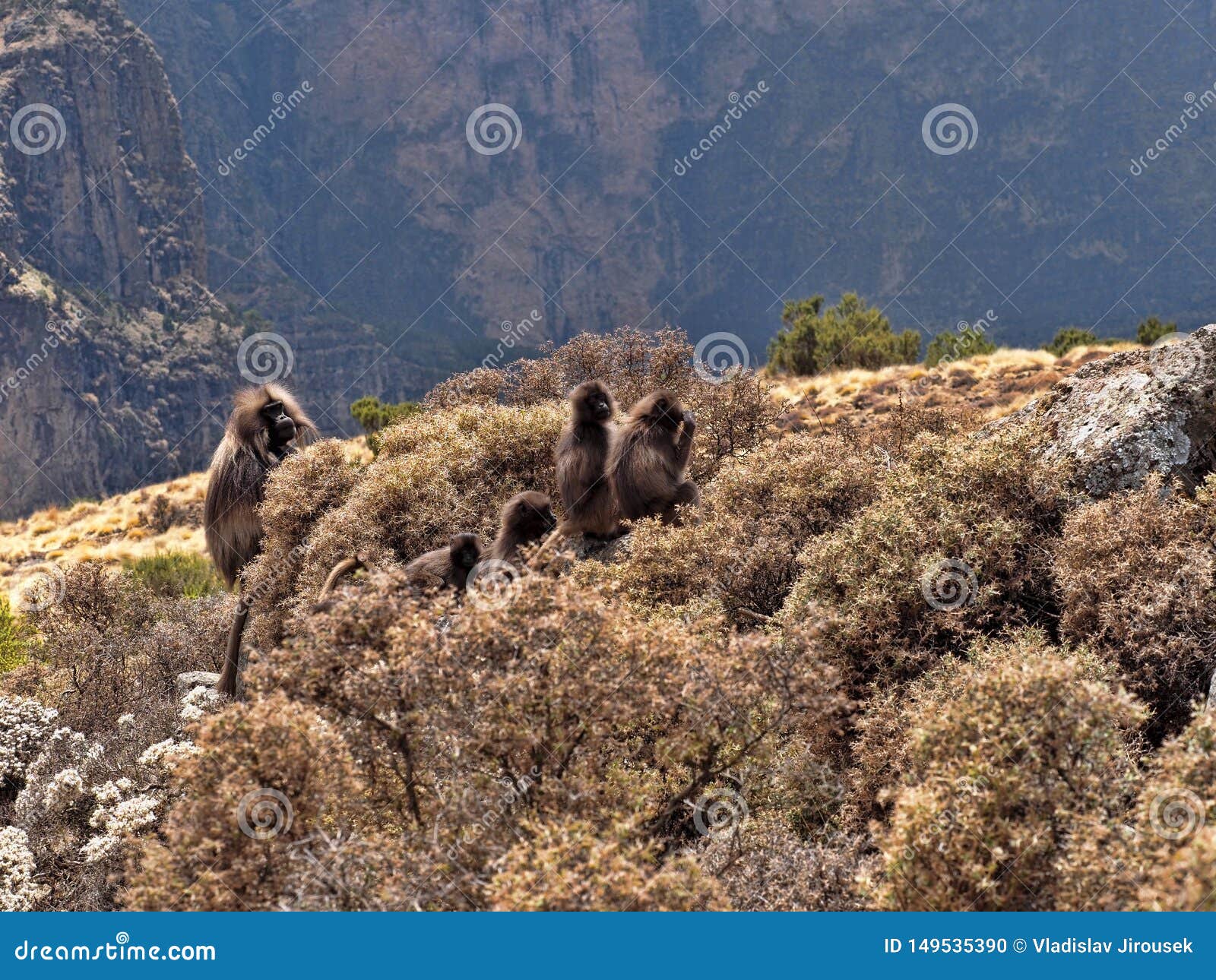 Group of Gelada, Theropithecus Gelada, in Simien Mountains of Ethiopia ...