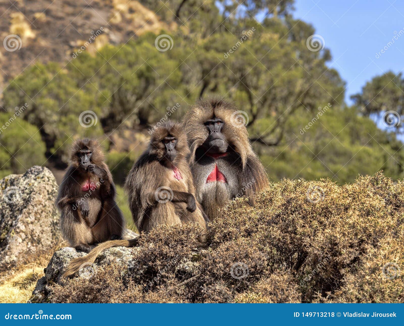 Group of Gelada, Theropithecus Gelada, in Simien Mountains of Ethiopia ...