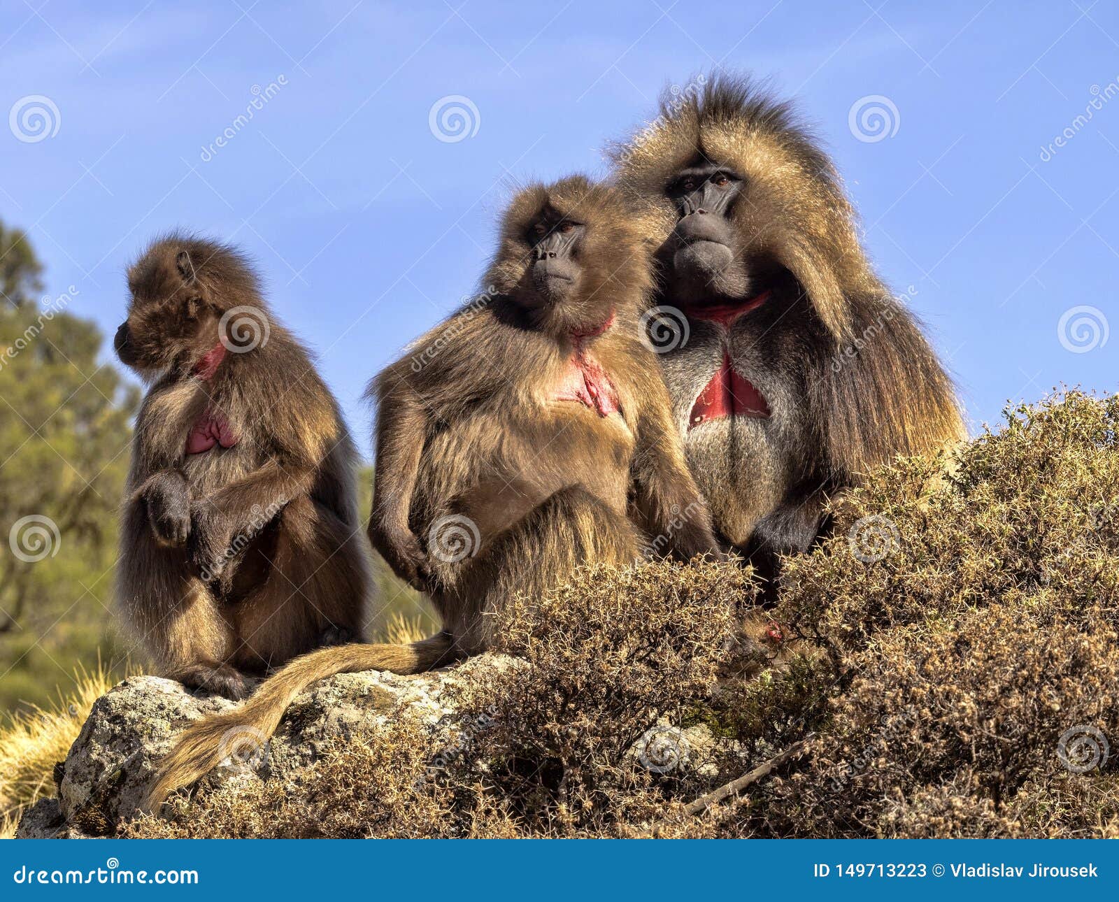 Group of Gelada, Theropithecus Gelada, in Simien Mountains of Ethiopia ...