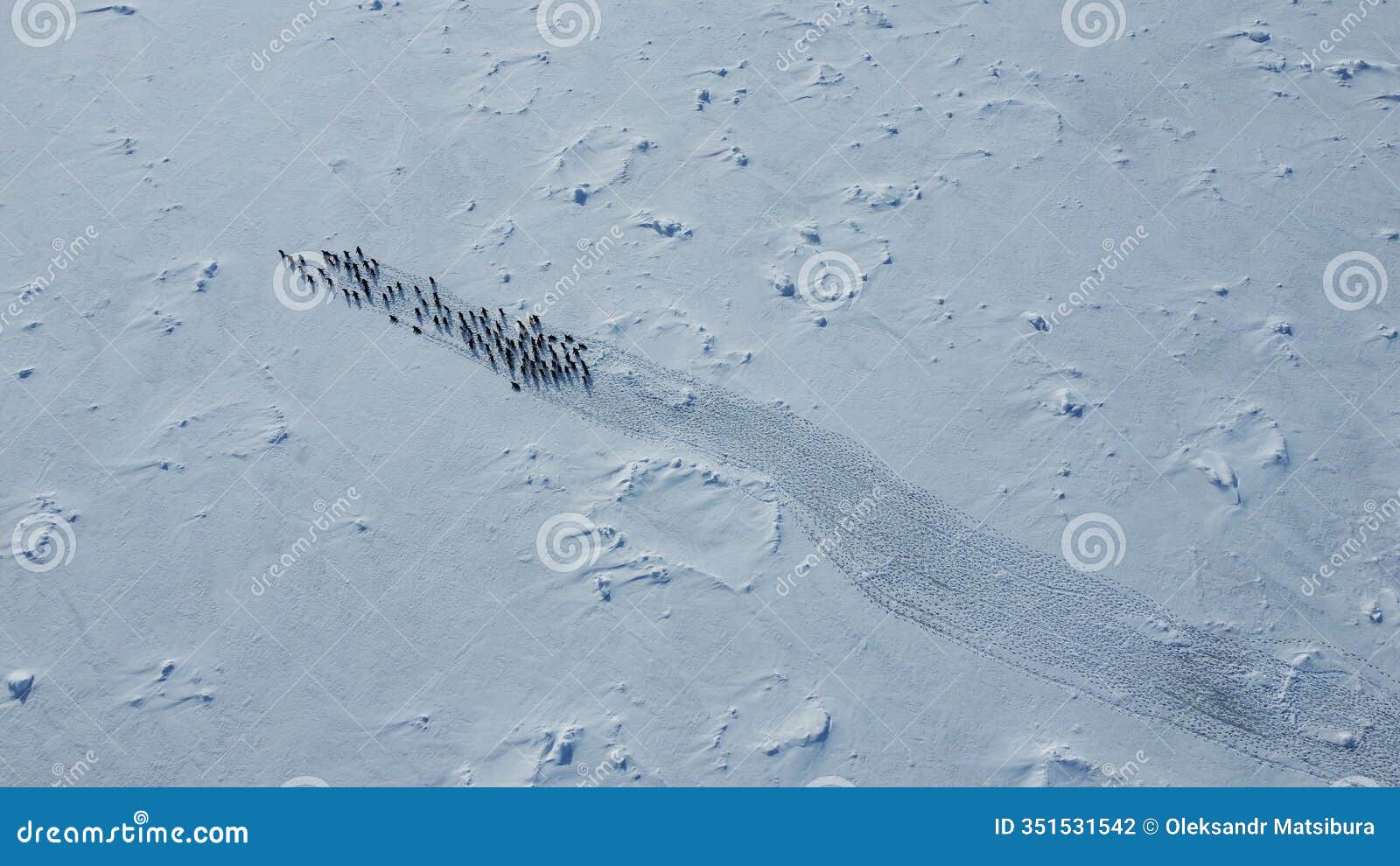 Group of Gentoo Penguins Walking in the Row. Track on the Snow Stock ...