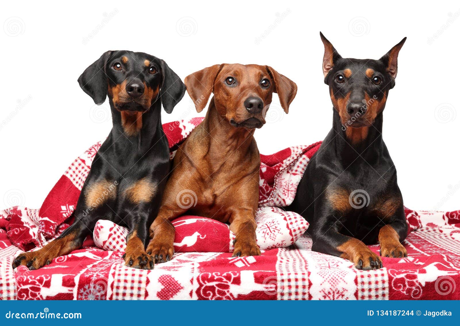 Group of German Pinchers Lying Under a Blanket Stock Photo - Image of ...