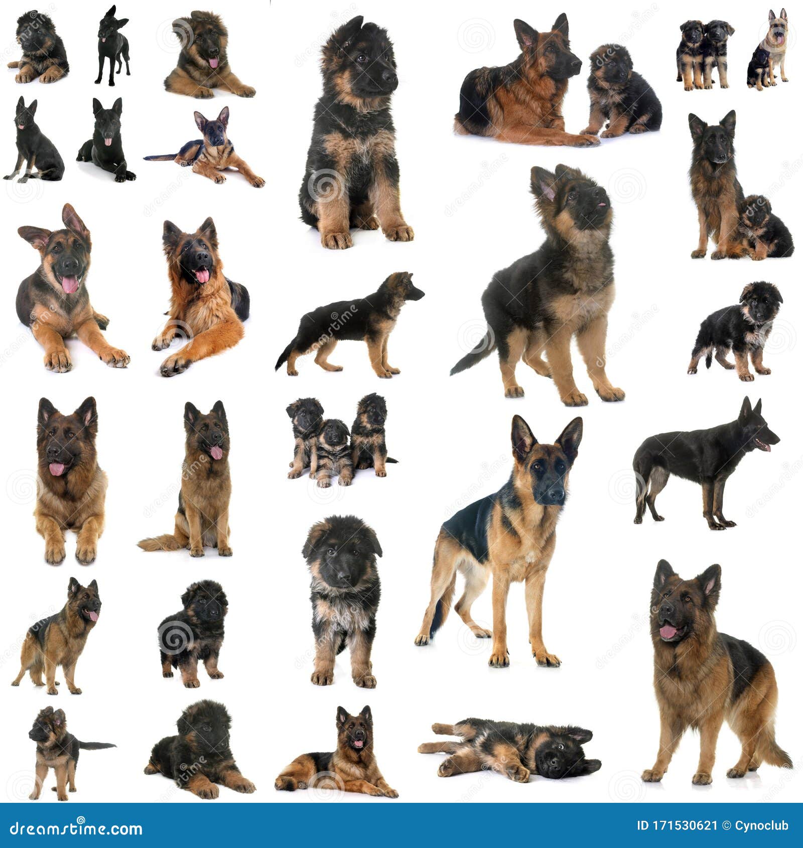 Group of german shepherd stock image. Image of shepherd - 171530621