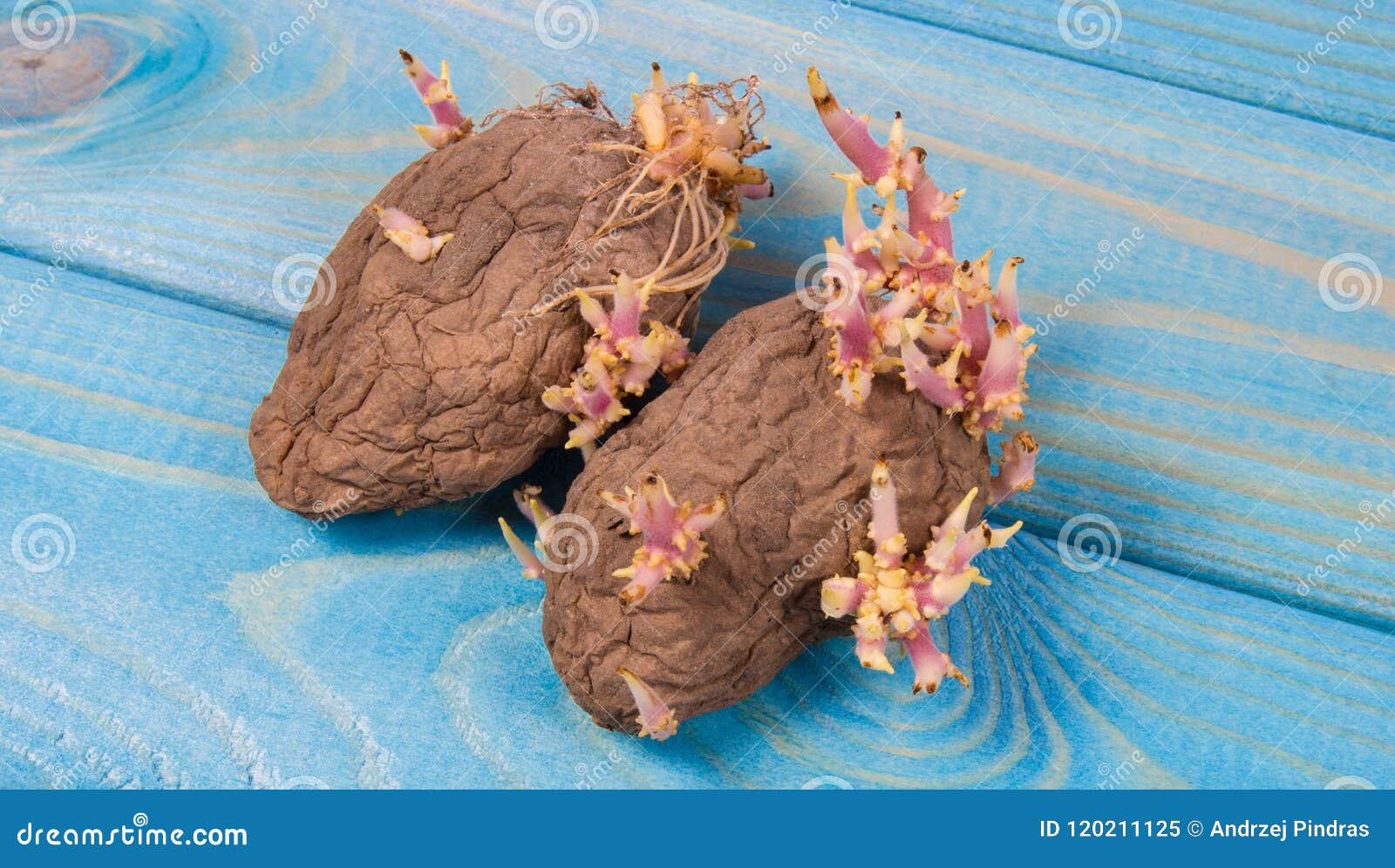 Rotten Old Sprouting Potatoes on a Blue Background. Stock Image - Image ...